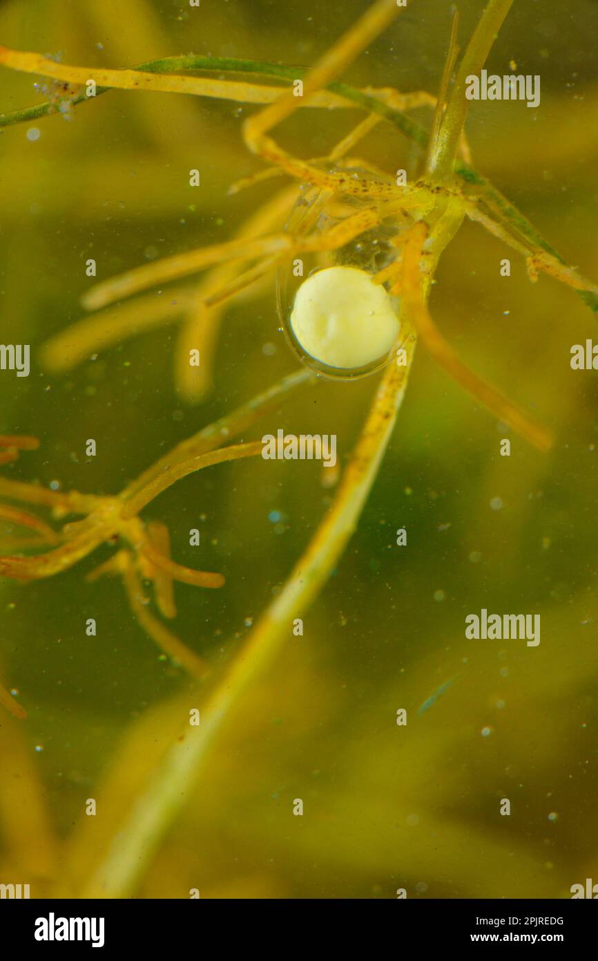 Alpine Crested Newt, italian crested newt (Triturus carnifex), Alpine ...