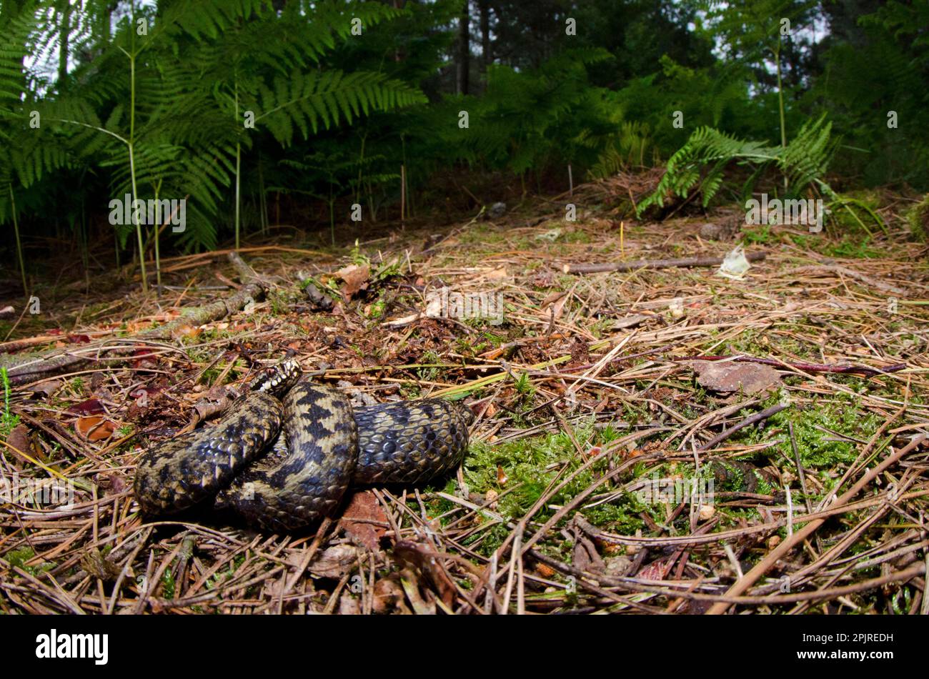 Adder, Adder (Vipera berus), Other animals, venomous, venomous snakes ...