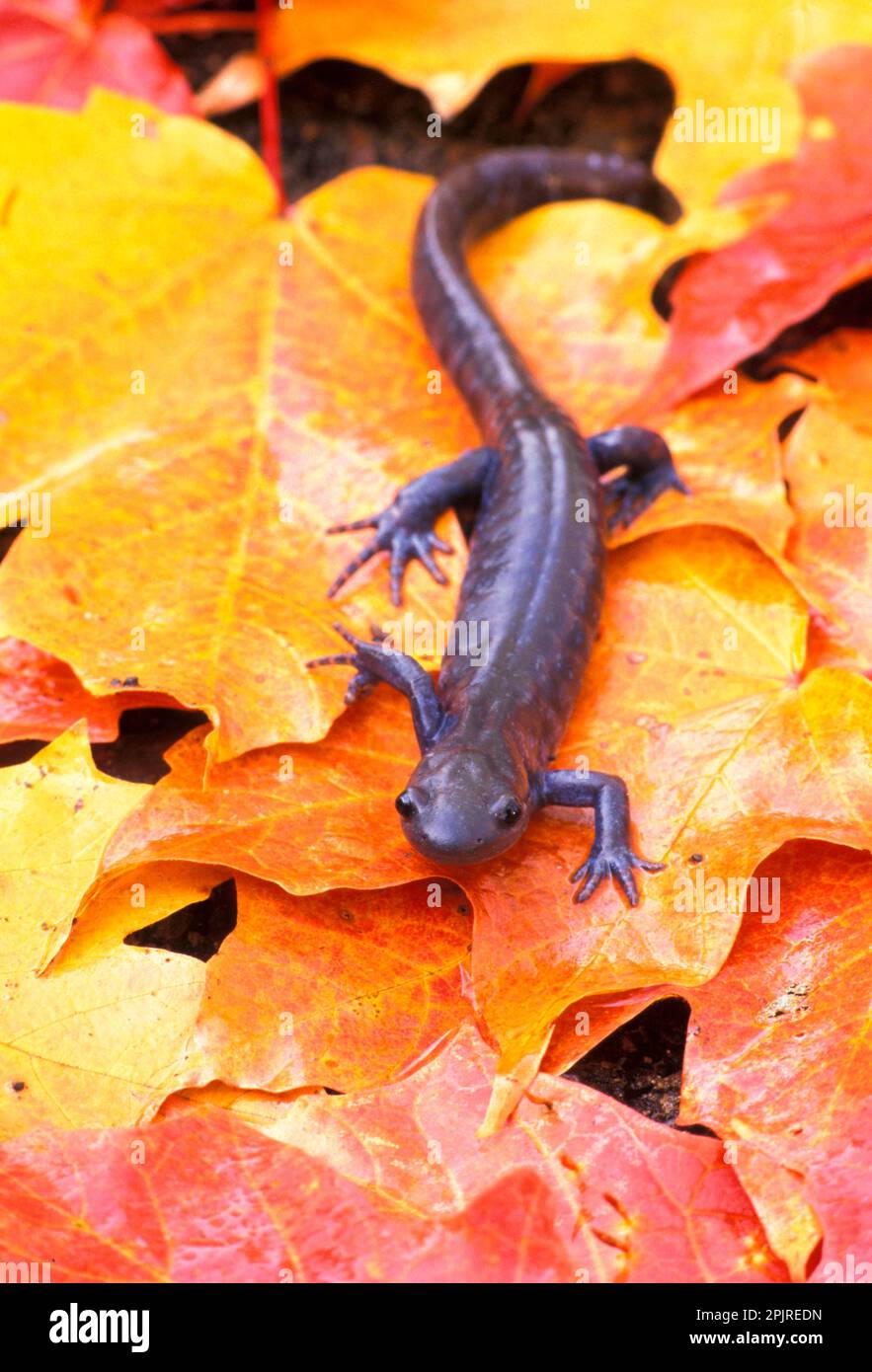 Jefferson's Salamander (Ambystoma jeffersonianum) adult, standing on ...