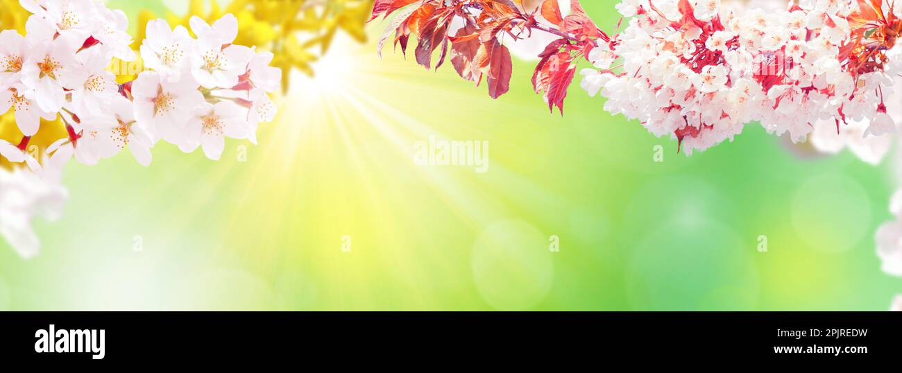Spring banner background with copy space Stock Photo - Alamy