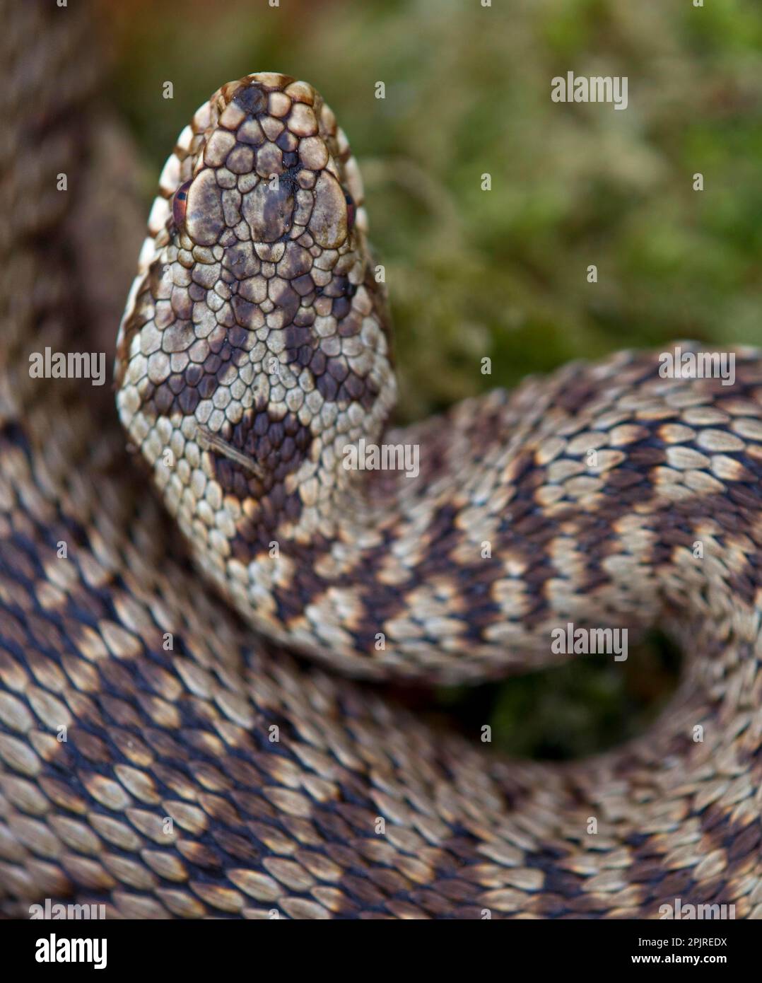 Adder, Adder (Vipera berus), Other animals, venomous, venomous snakes ...
