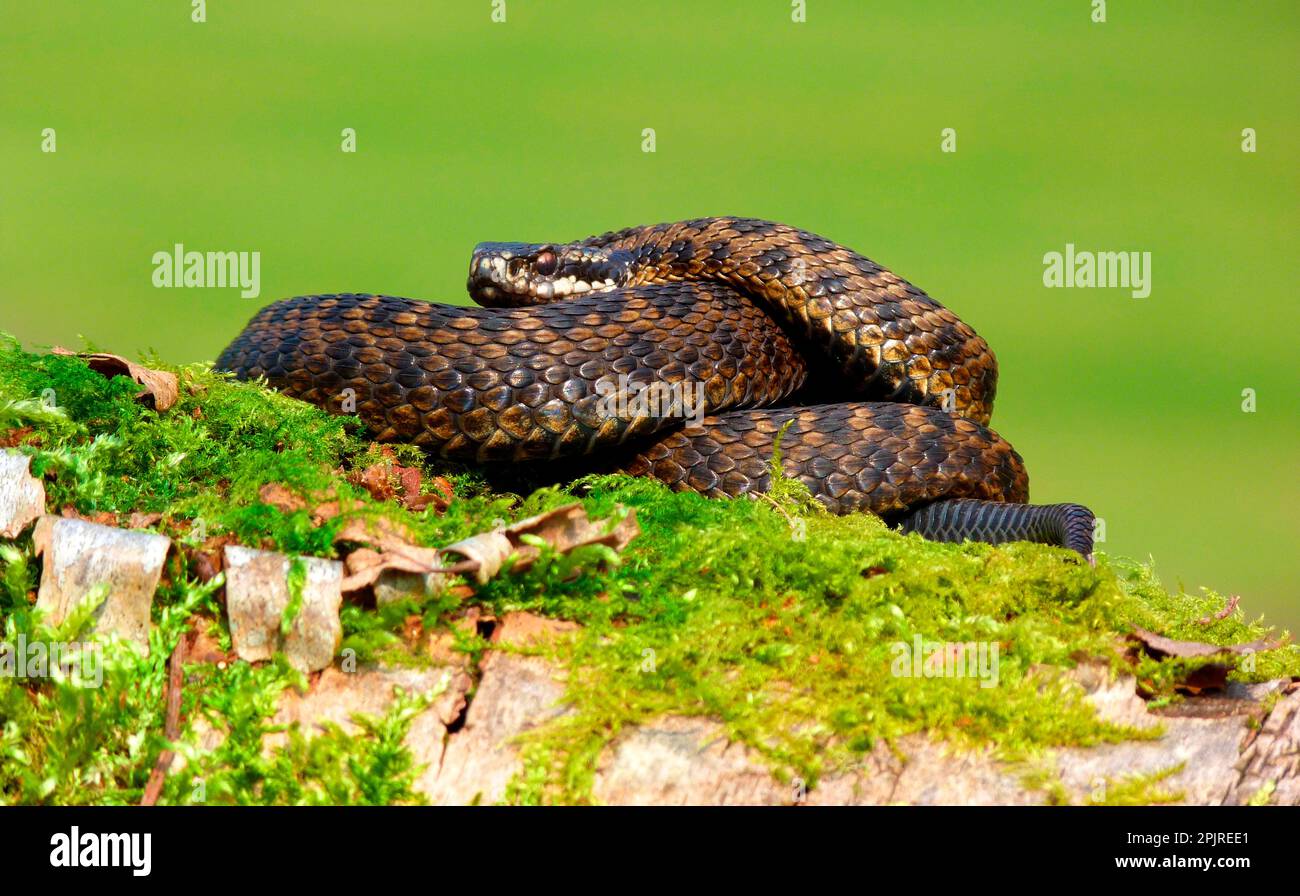 Adder, Adder (Vipera berus), Other animals, venomous, venomous snakes ...