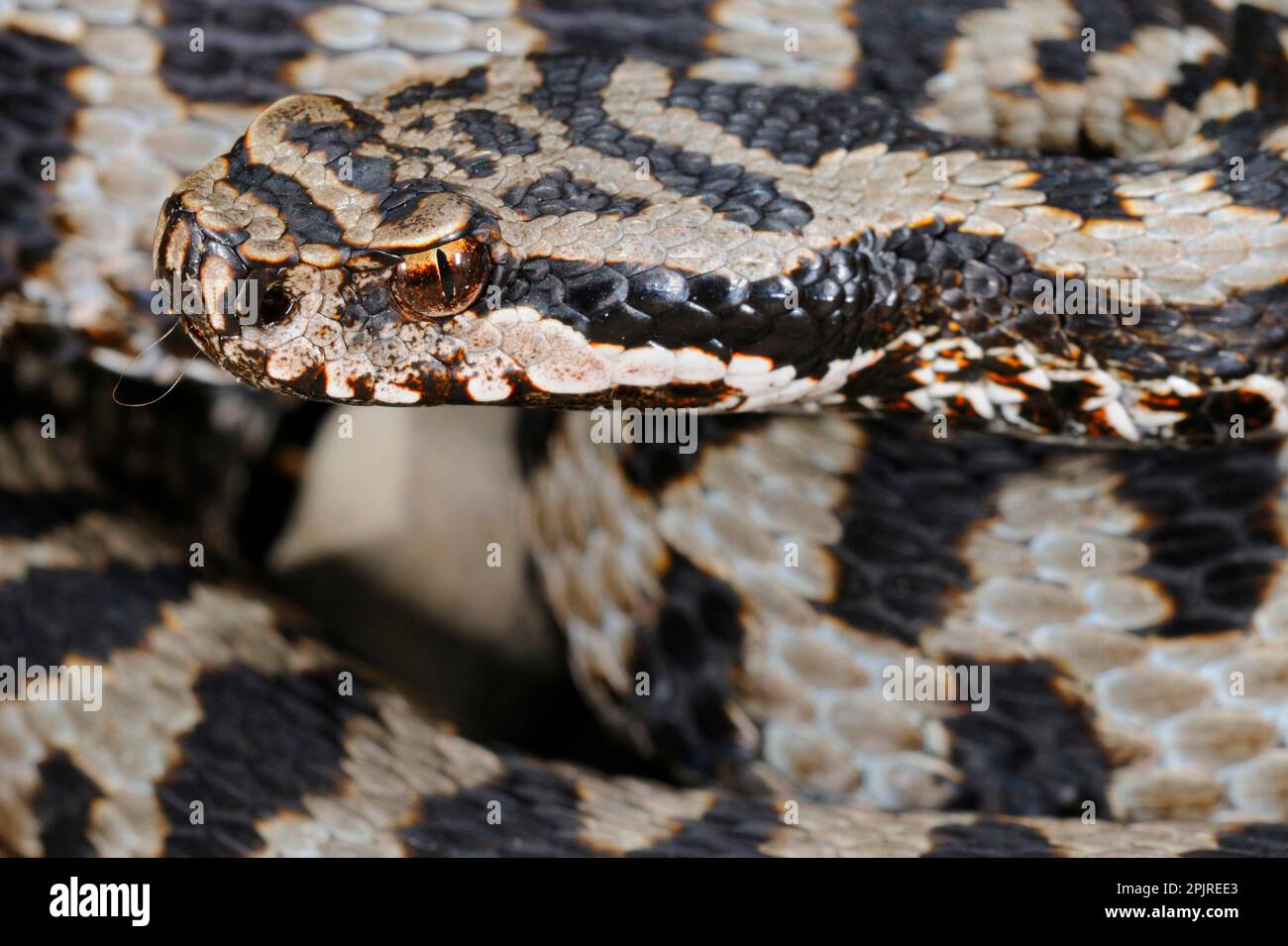 Asp viper (Vipera aspis), Asp vipers, Other animals, Venomous, Venomous ...