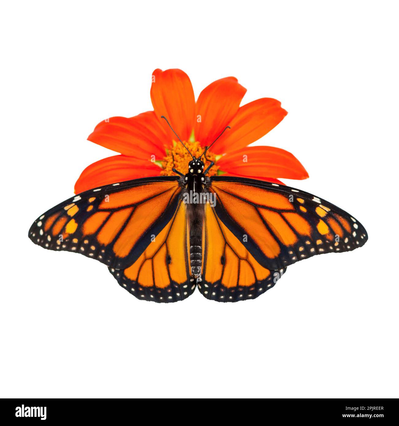 The top view of a monarch butterfly (danaus plexippus) with wings open ...