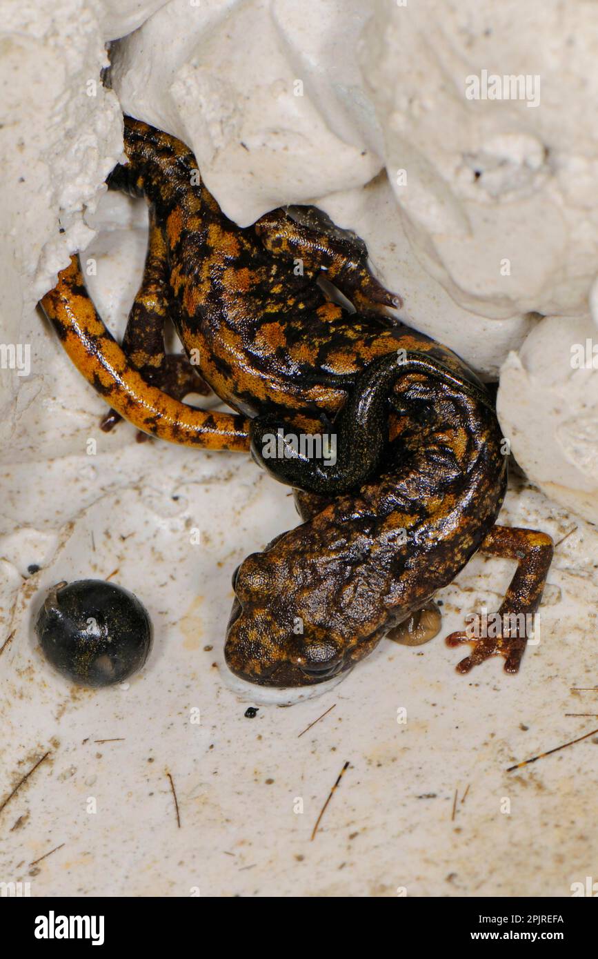 Strinati's Cave Salamander (Speleomantes strinatii) adult female ...