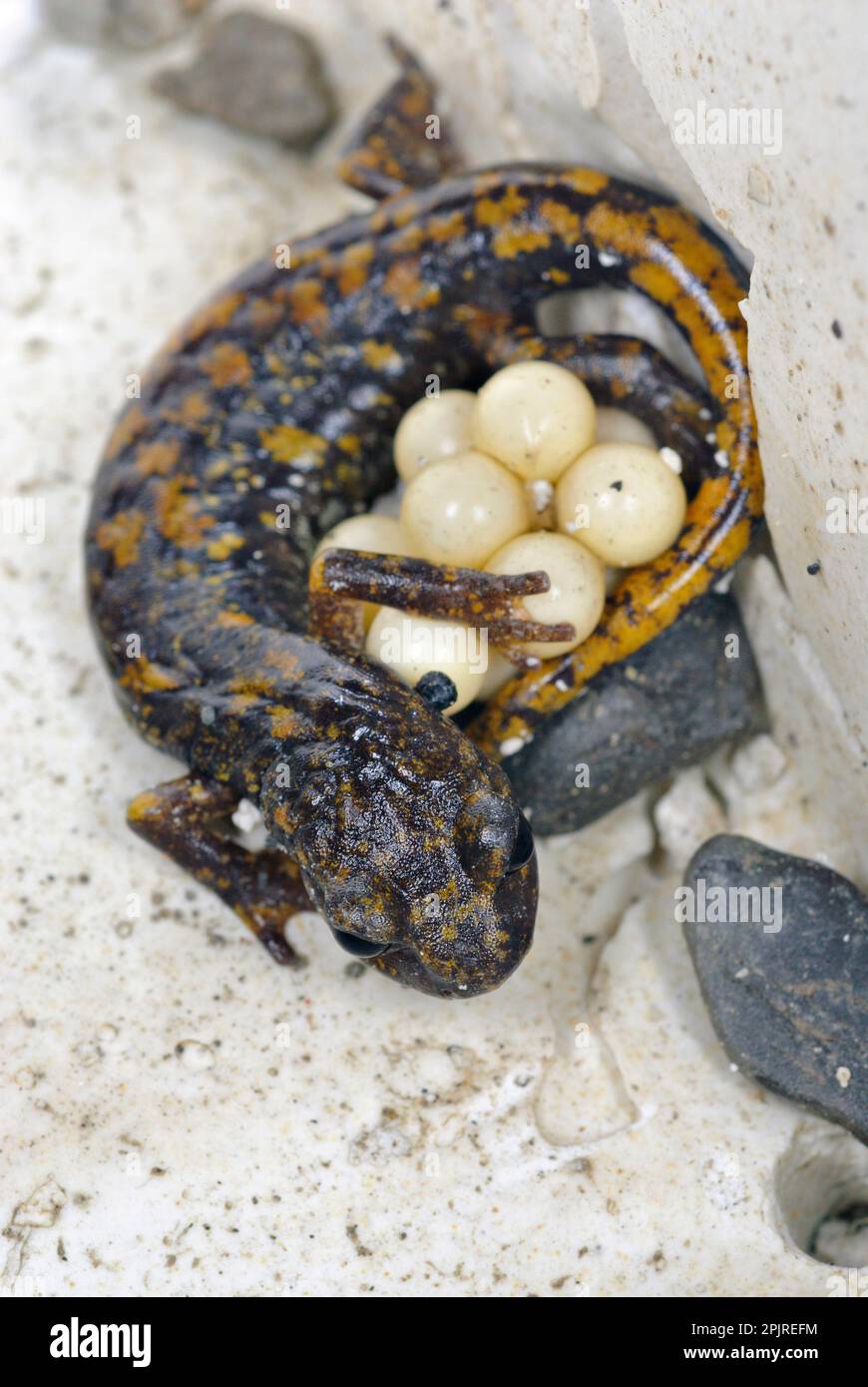 True salamanders hi-res stock photography and images - Alamy