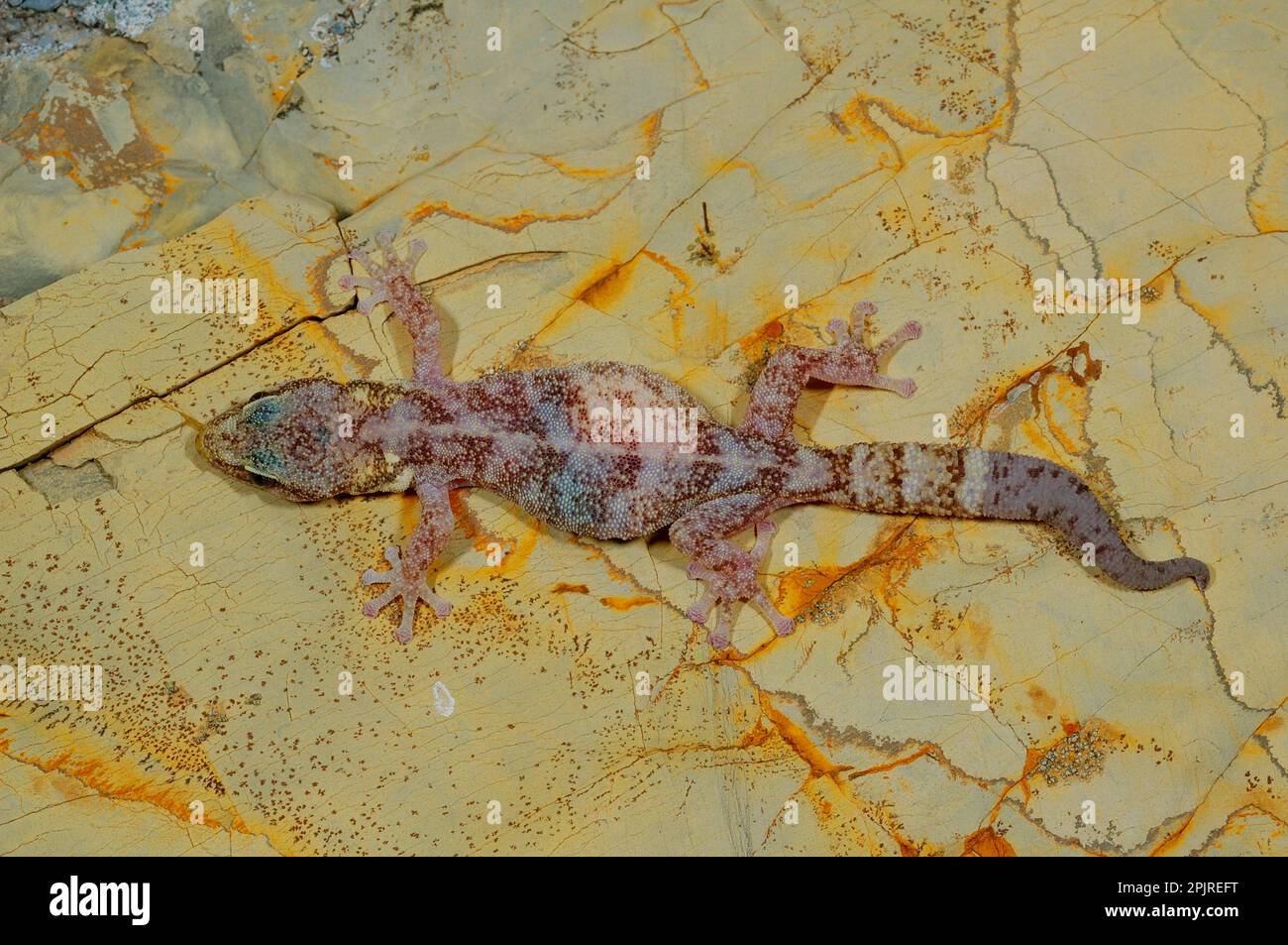 European leaf-toed gecko (Euleptes europaea), European Leaf-fingered ...