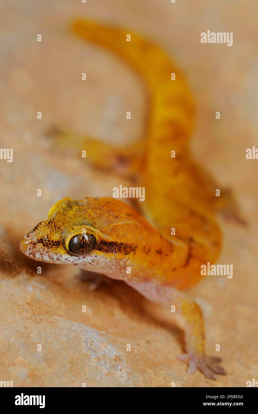 Half-fingered gecko, Half-fingered geckos, Other animals, Gecko ...