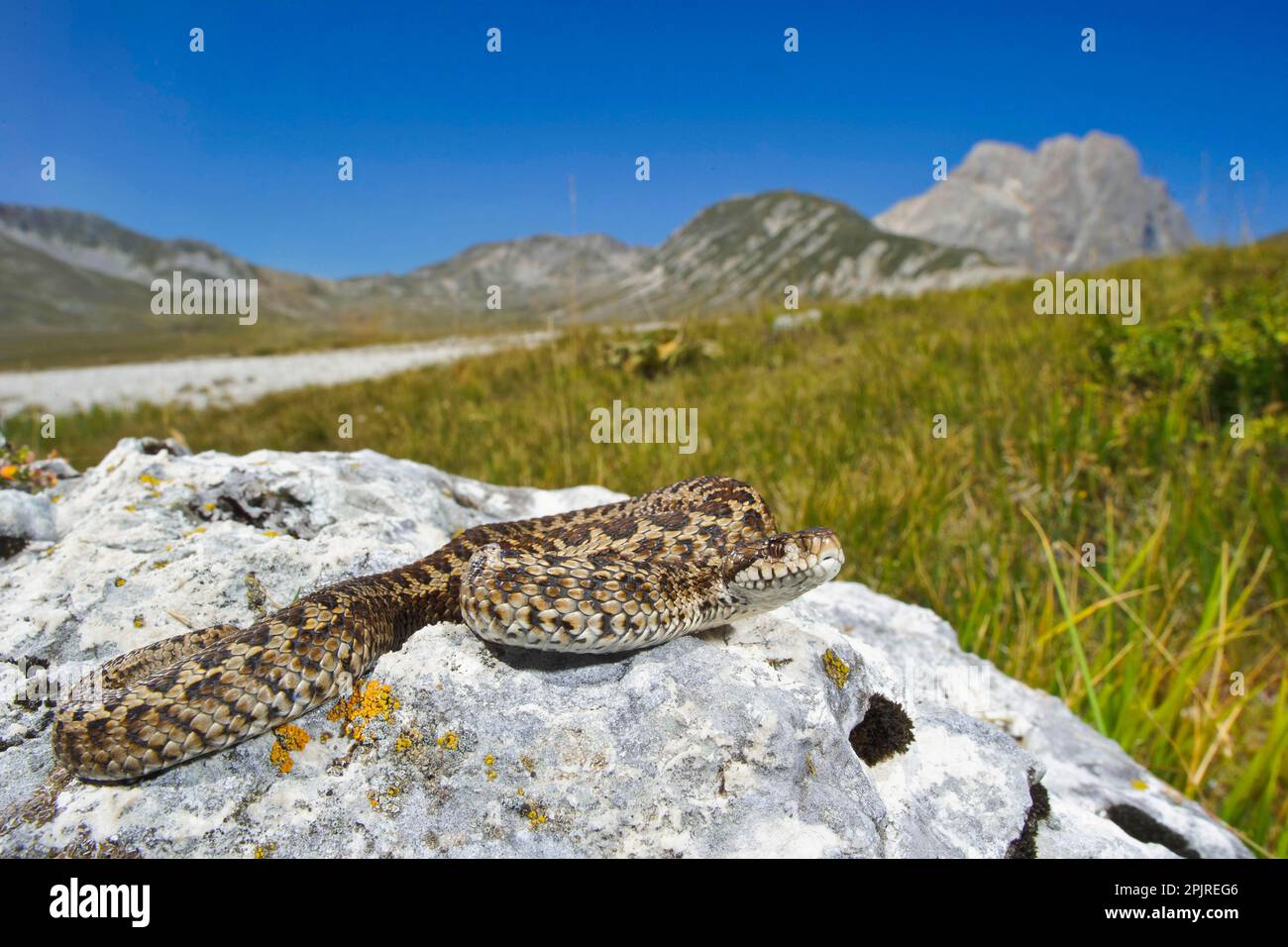 Meadow viper, meadow viper, Karst viper, Meadow vipers (Vipera ursinii ...