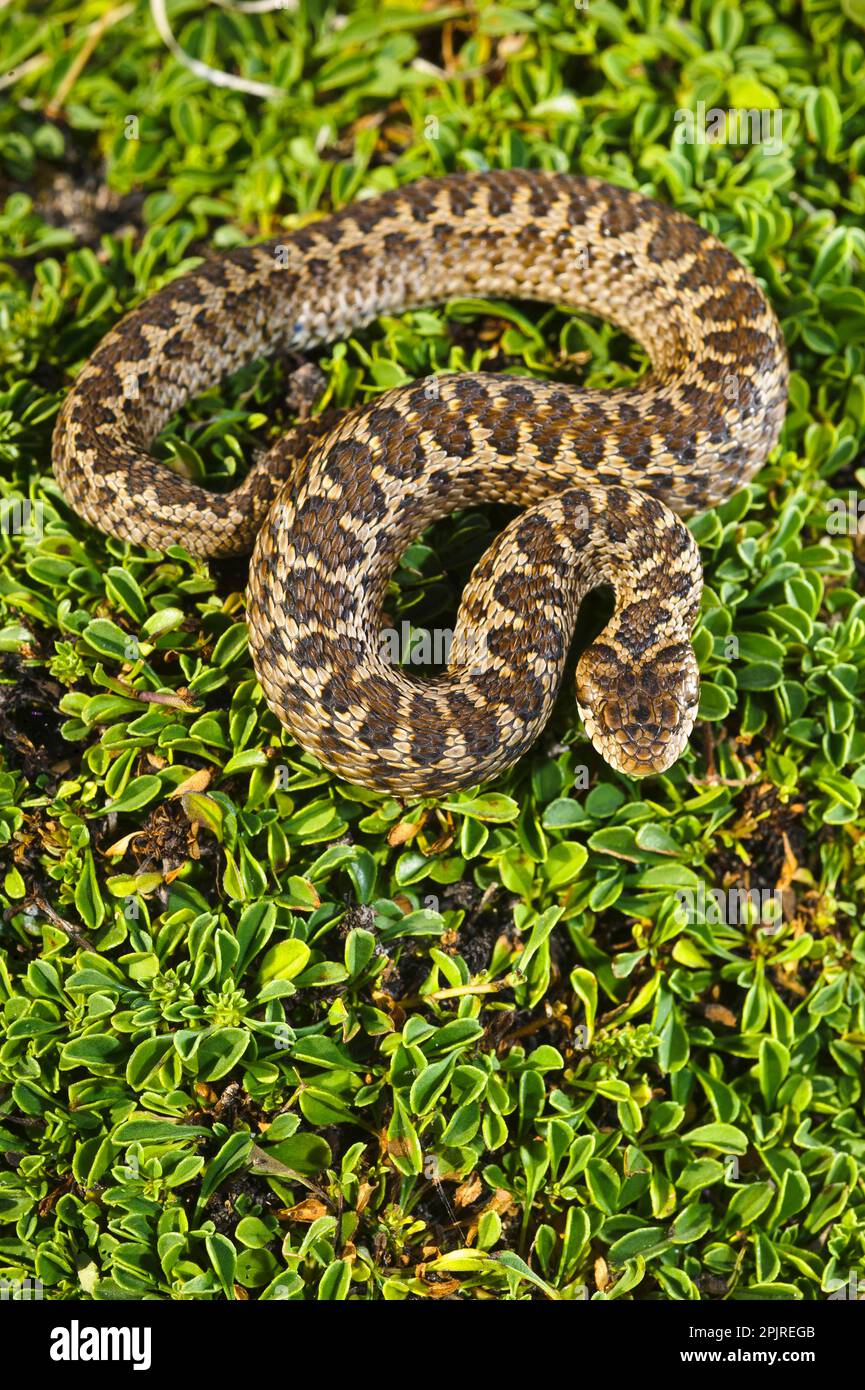 Meadow viper, meadow viper, Karst viper, Meadow vipers (Vipera ursinii ...