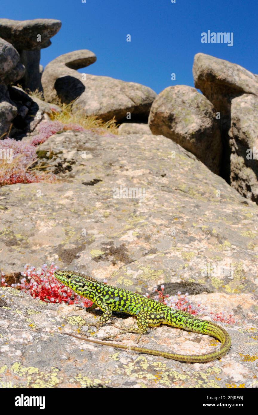 Tiliguerta, tyrrhenian wall lizards (Podarcis green lizard (Lacerta ...