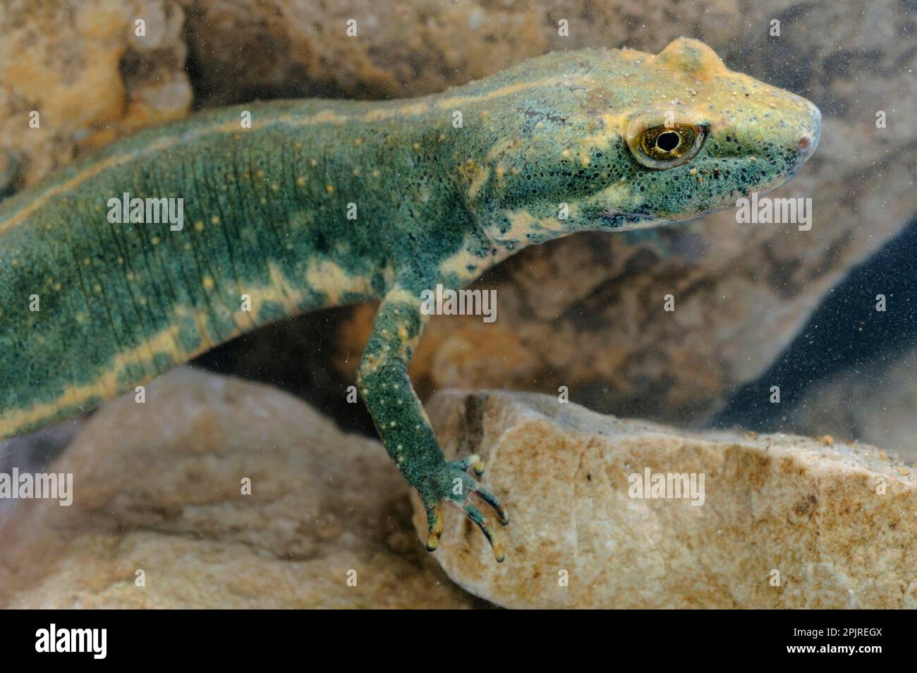 Sardinian brook salamander (Euproctus platycephalus), Pike-headed Newt ...