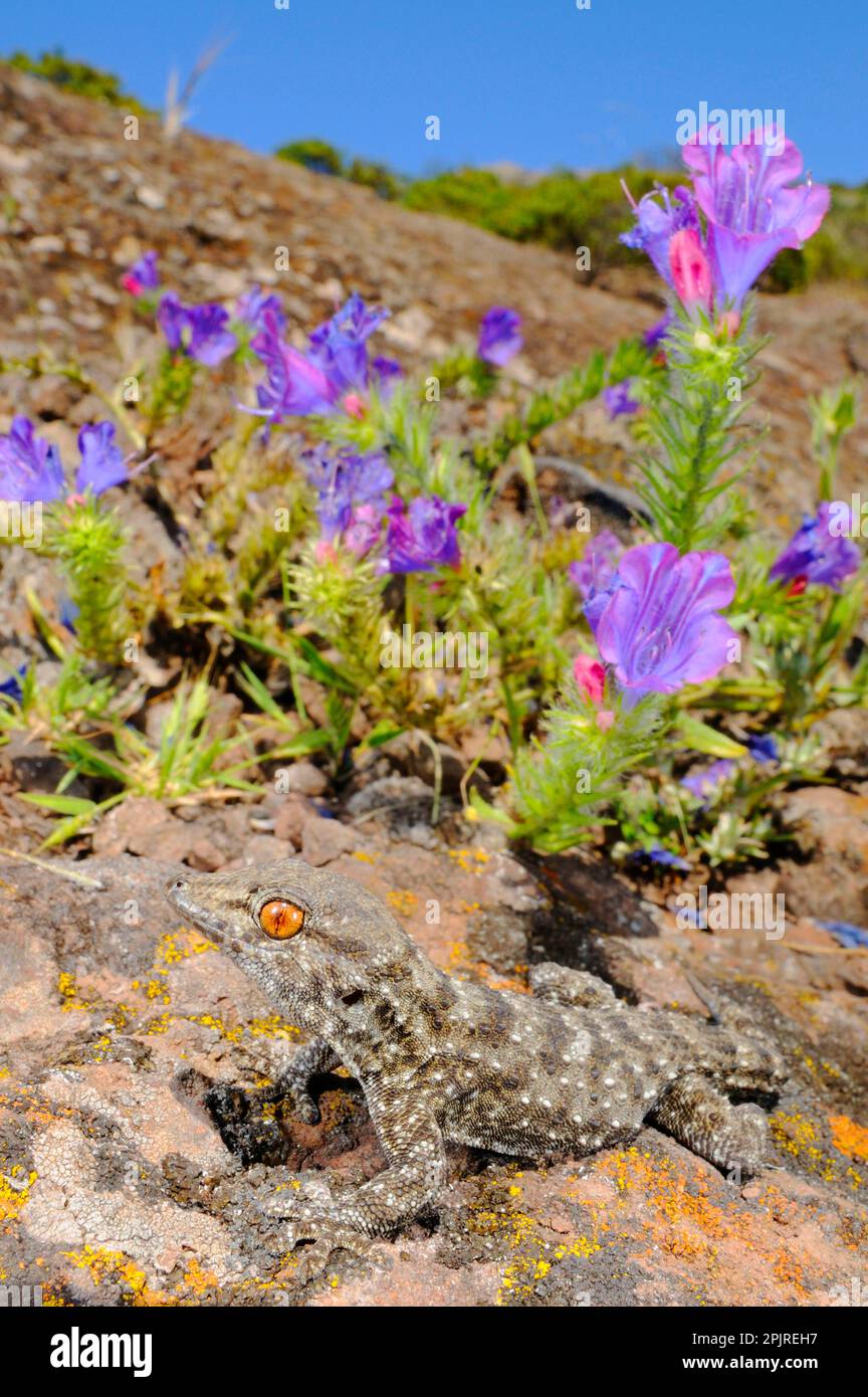 Gomero Wall gomero wall gecko (Tarentola gomerensis) adult, sitting on ...