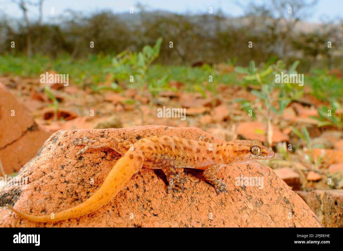 Half-fingered gecko, Half-fingered geckos, Other animals, Gecko ...