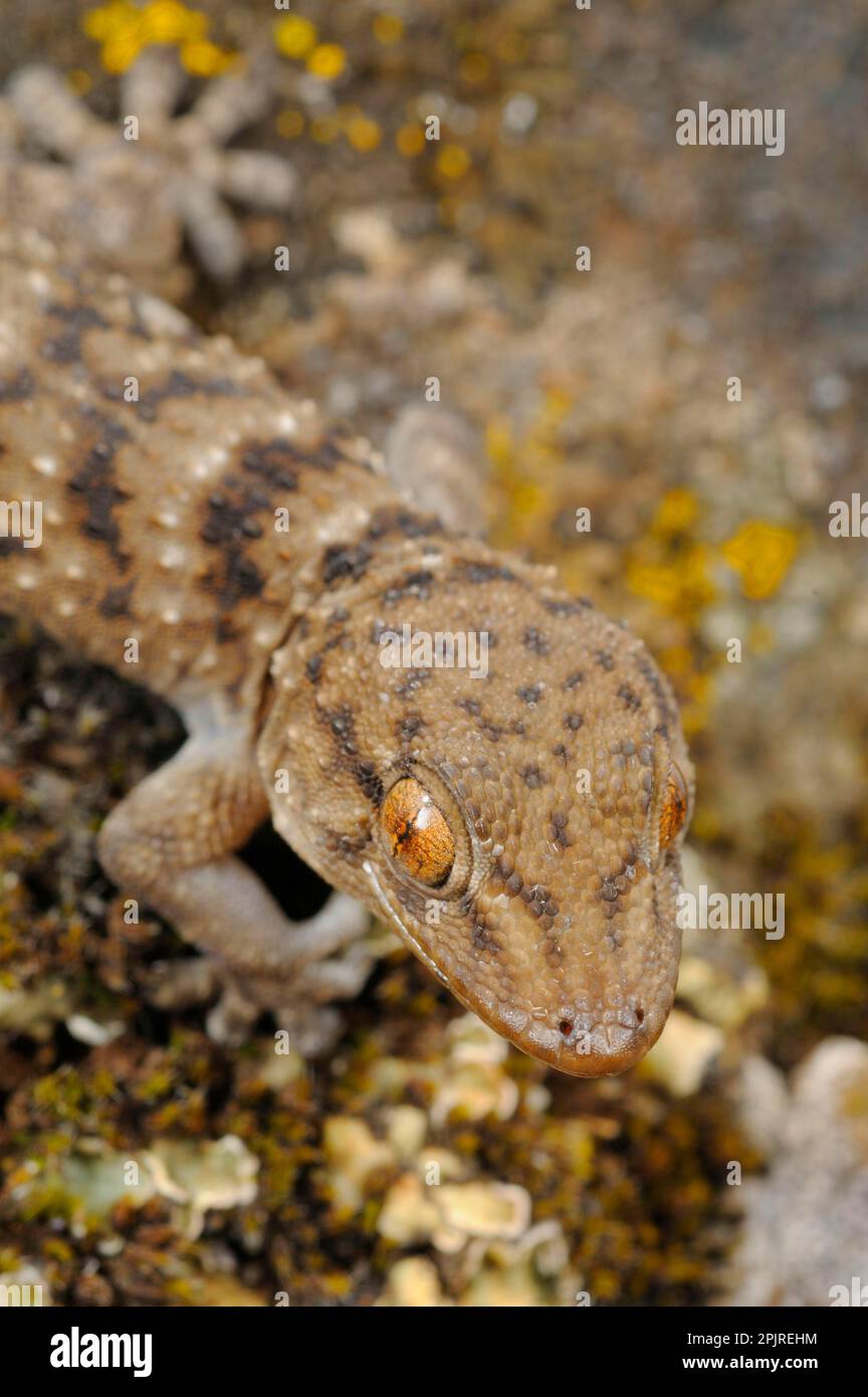 Gomero Wall gomero wall gecko (Tarentola gomerensis) adult, close-up of ...