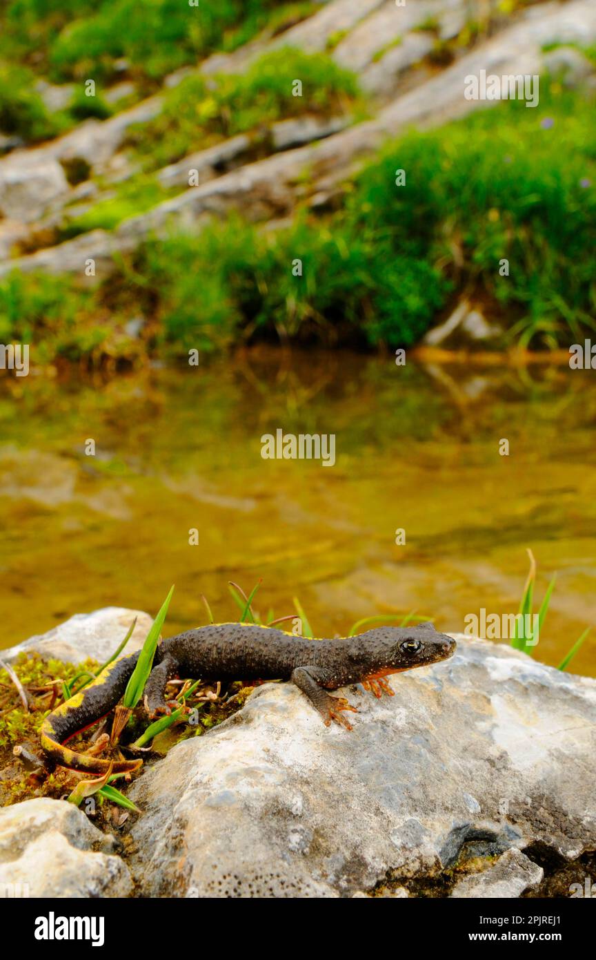 Spanish salamanders hi-res stock photography and images - Alamy