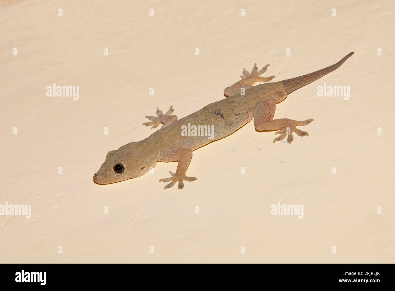 Geckos of india hi-res stock photography and images - Alamy