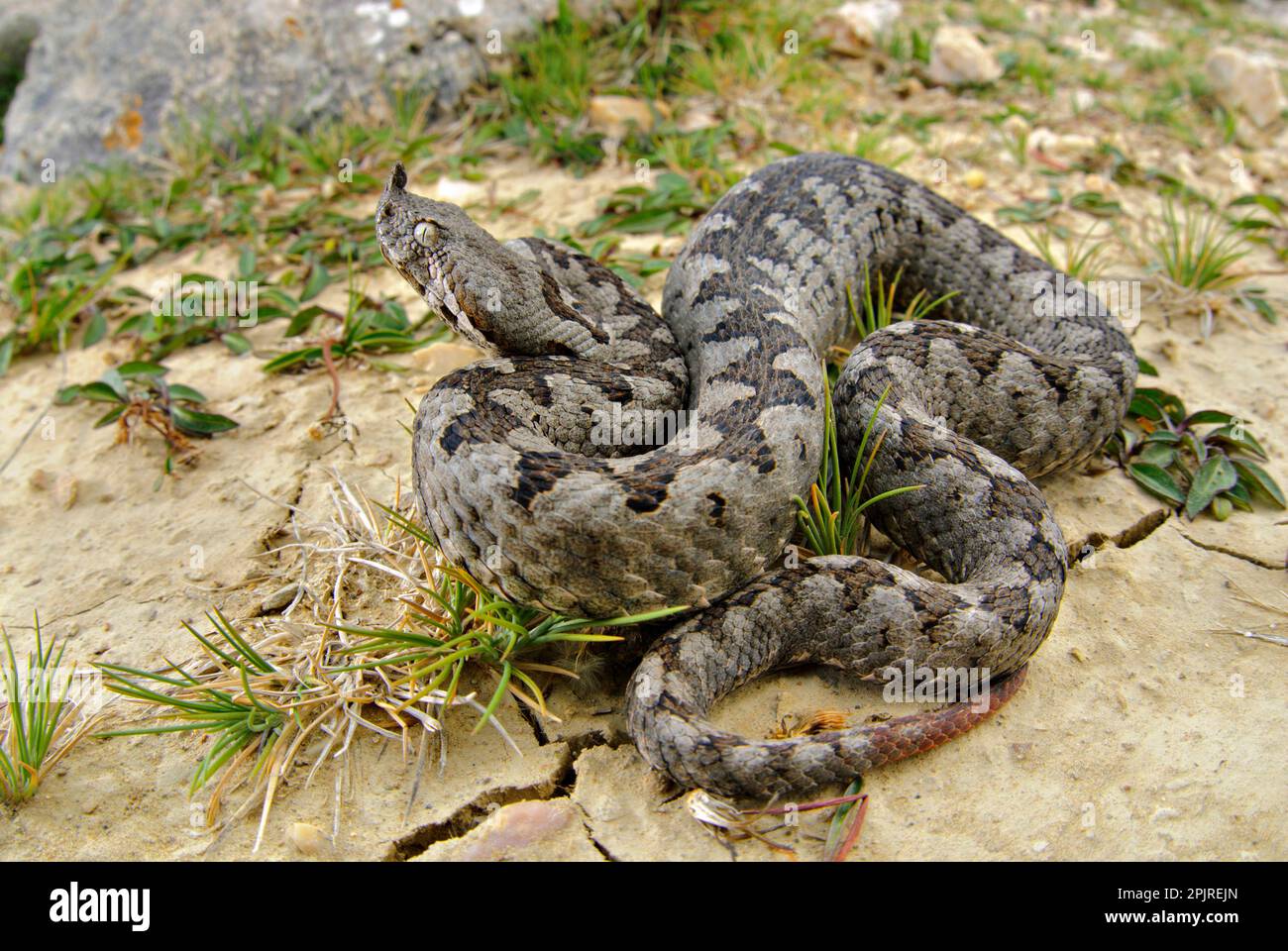 Horn nose viper snake hi-res stock photography and images - Alamy
