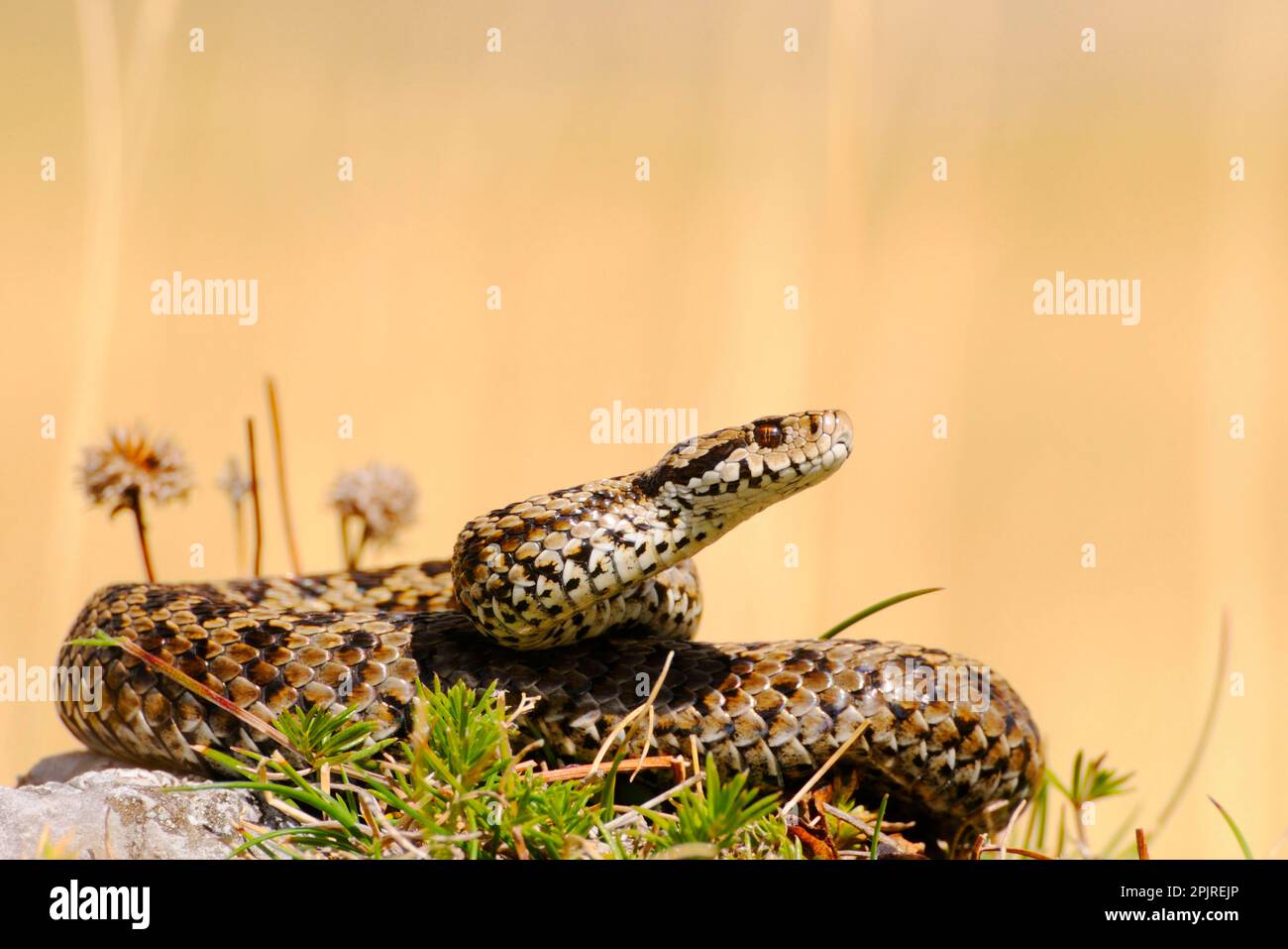 Orsinis viper vipera ursinii hi-res stock photography and images - Alamy