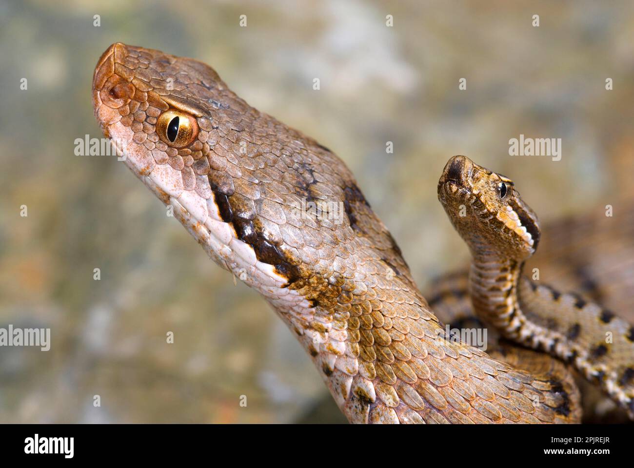 Asp viper (Vipera aspis), Asp vipers, Other animals, venomous ...