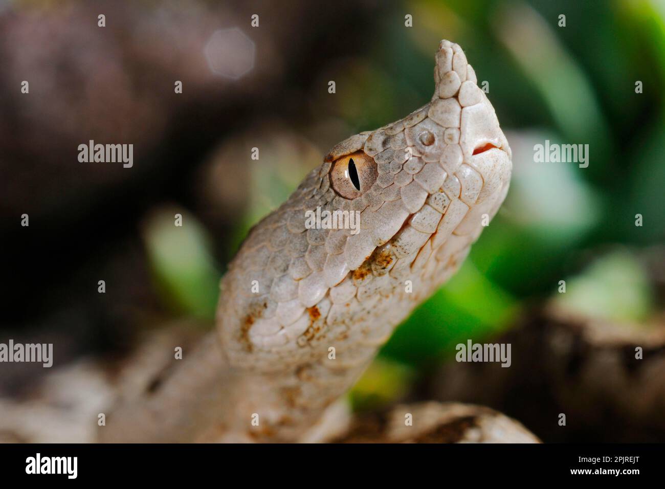 Nose-horned Viper (Vipera ammodytes) adult, close-up of head, Italy ...