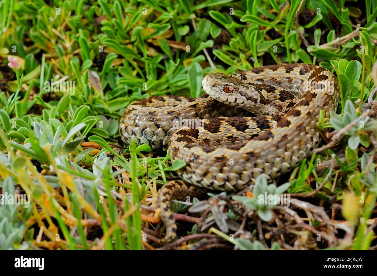 Meadow viper, meadow viper, Karst viper, Meadow vipers (Vipera ursinii ...