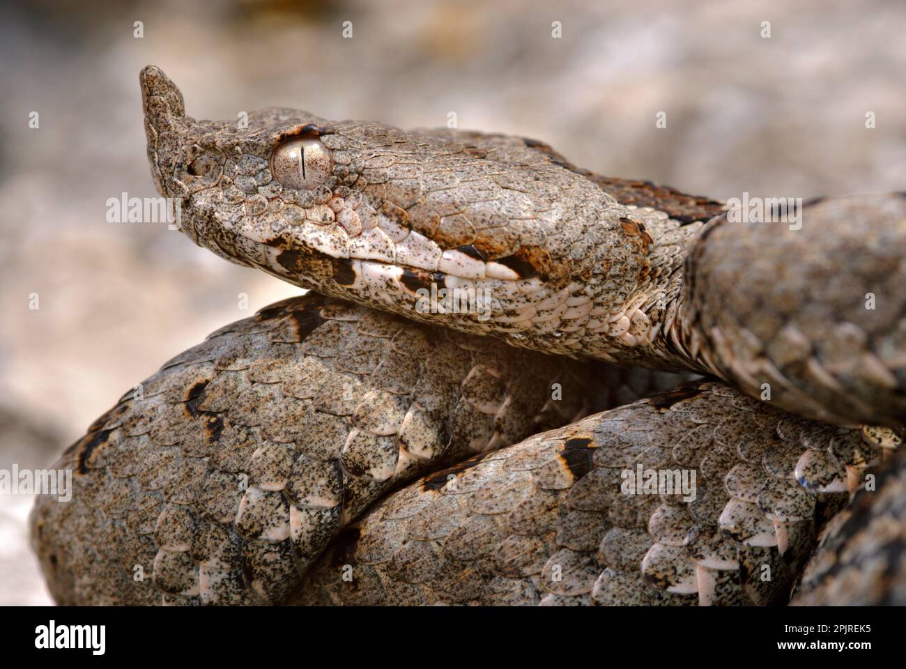 Horn nose viper snake hi-res stock photography and images - Alamy