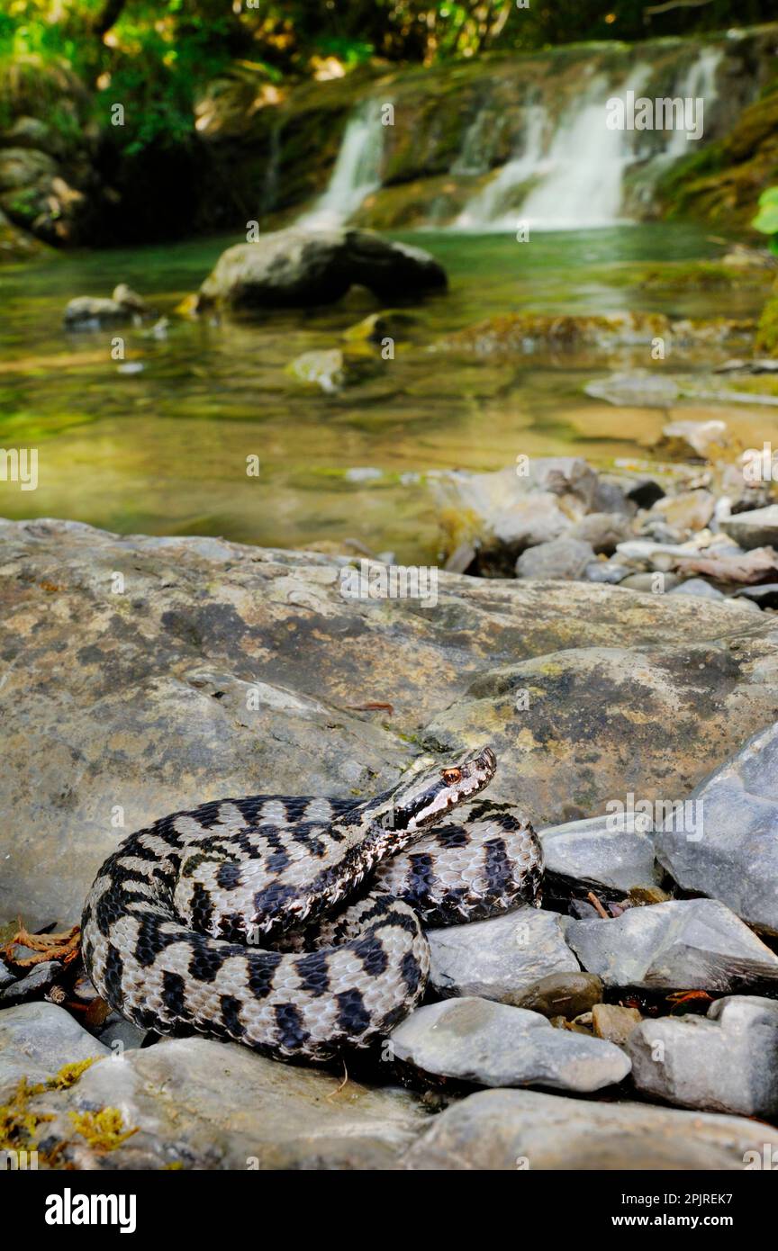Asp viper (Vipera aspis), Asp vipers, Other animals, venomous, venomous ...