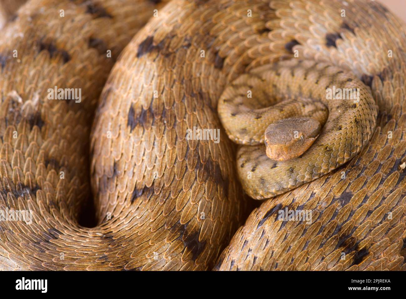 Asp viper italy hi-res stock photography and images - Alamy
