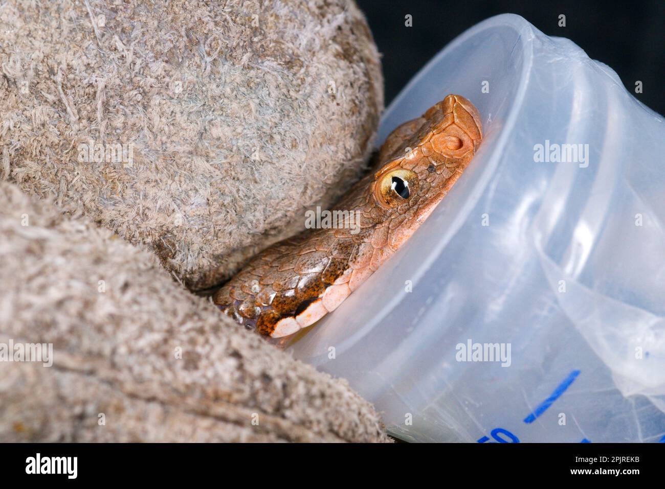 Asp viper italy hi-res stock photography and images - Alamy