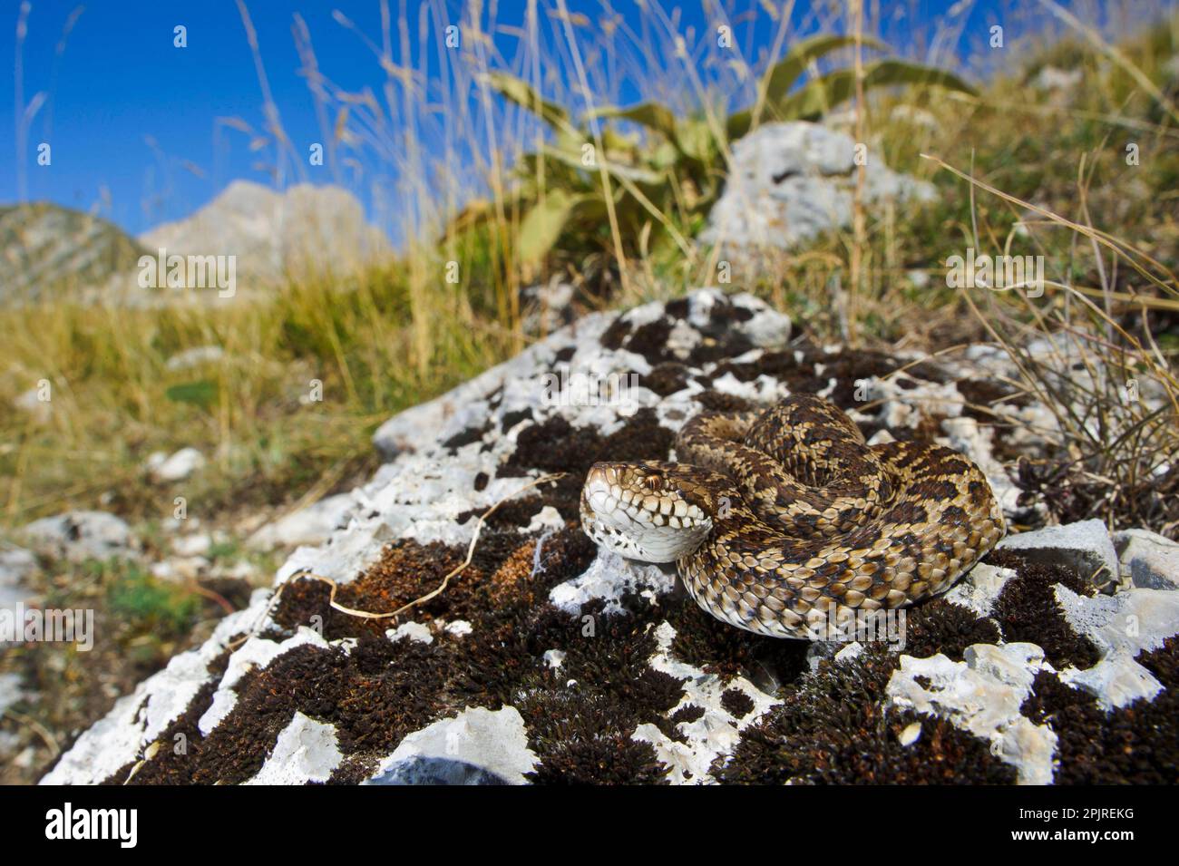 Meadow viper, meadow viper, Karst viper, Meadow vipers (Vipera ursinii ...