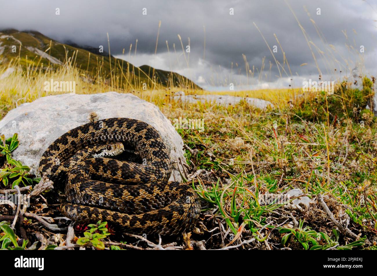 Orsinis viper vipera ursinii hi-res stock photography and images - Alamy
