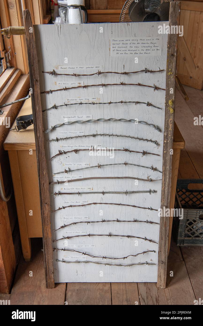 A mounted display of different antique barbed wire fencing varieties ...