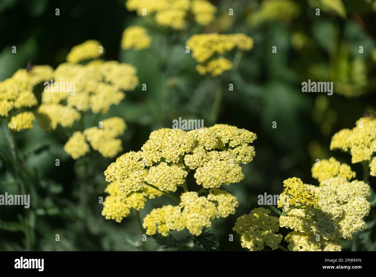 Yellow yarrow flowers hi-res stock photography and images - Alamy