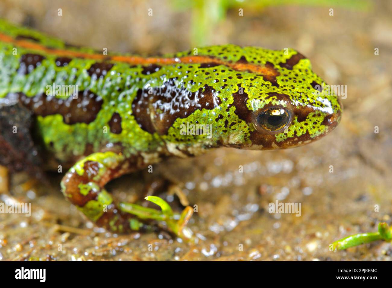 Marbled salamanders hi-res stock photography and images - Alamy
