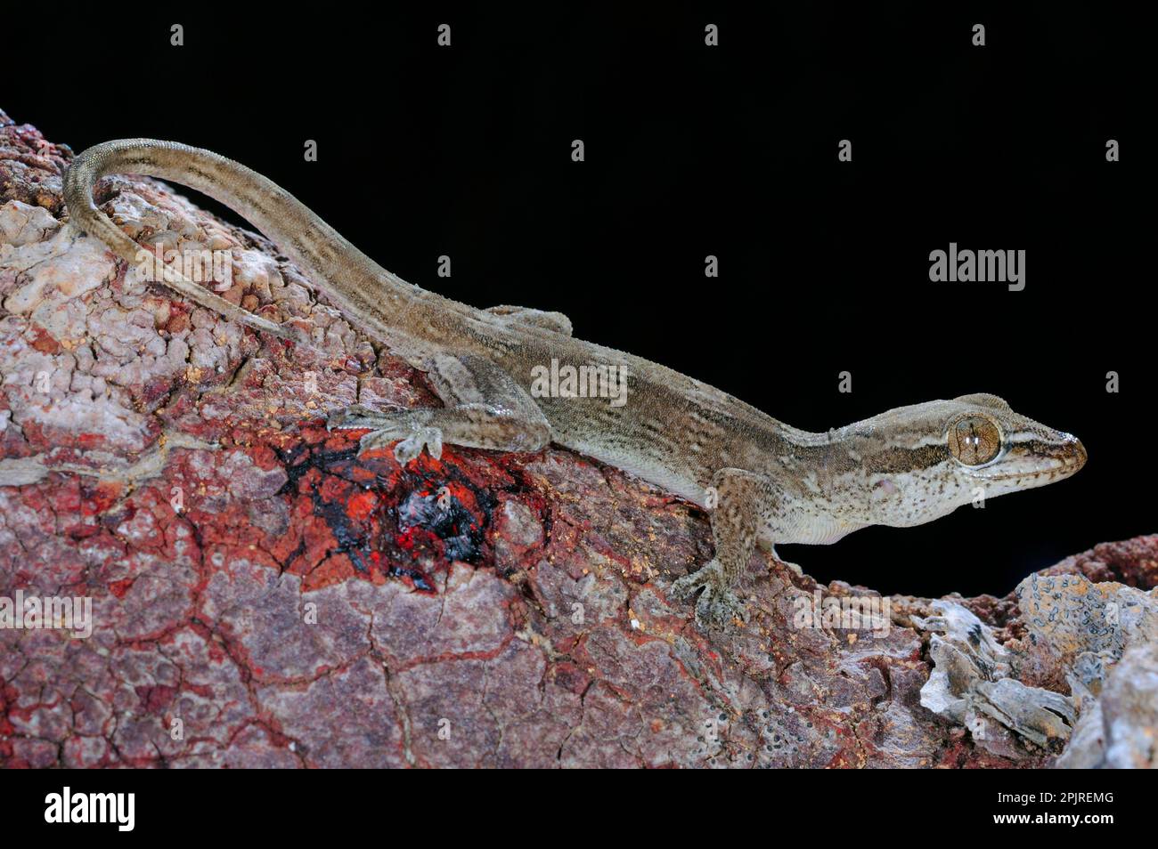 Dragon-blood Tree's Gecko (Hemidactylus dracaenacolus) adult, on Dragon ...