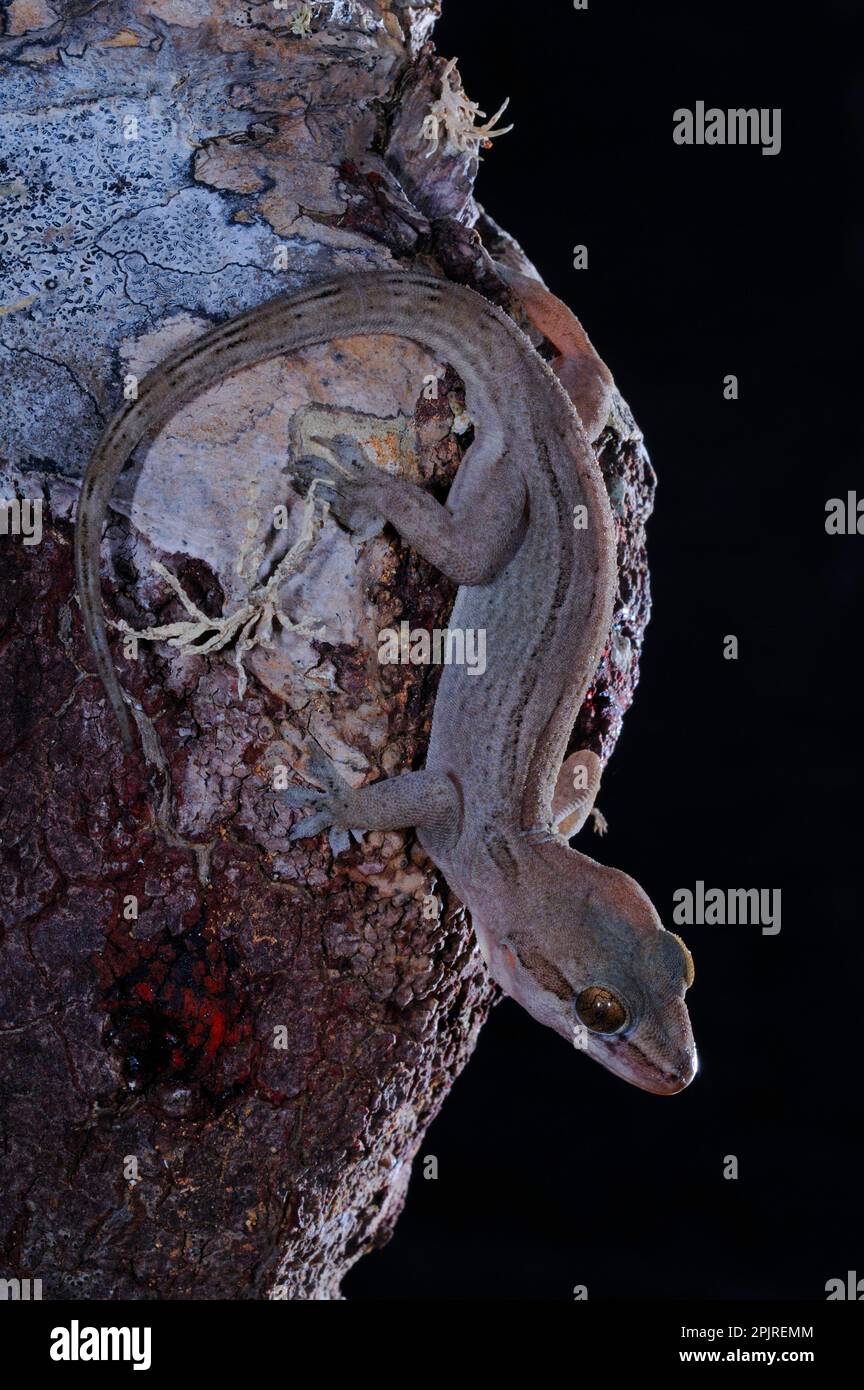 Dragon-blood Tree's Gecko (Hemidactylus dracaenacolus) adult, on Dragon ...