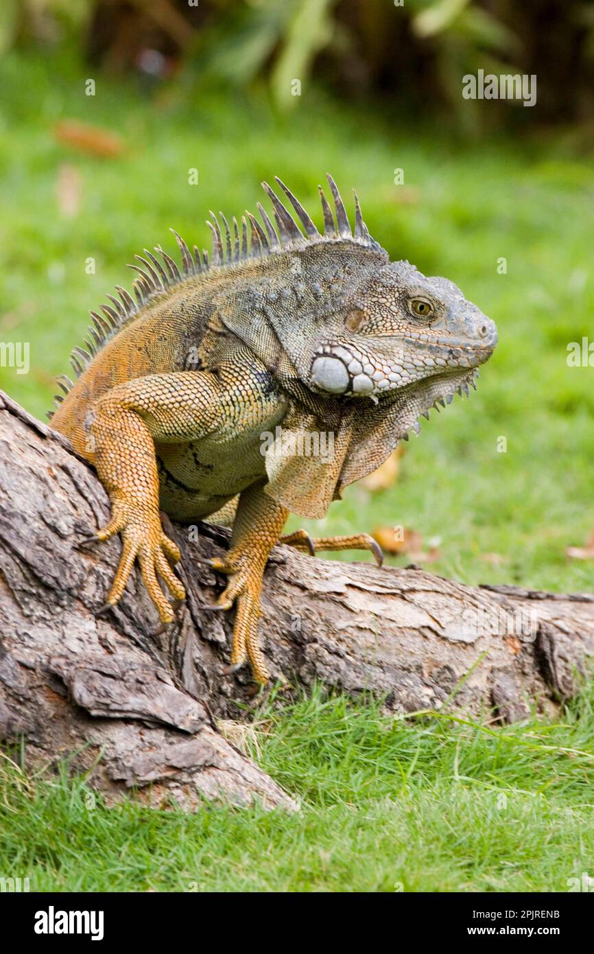 Orange Green Iguana