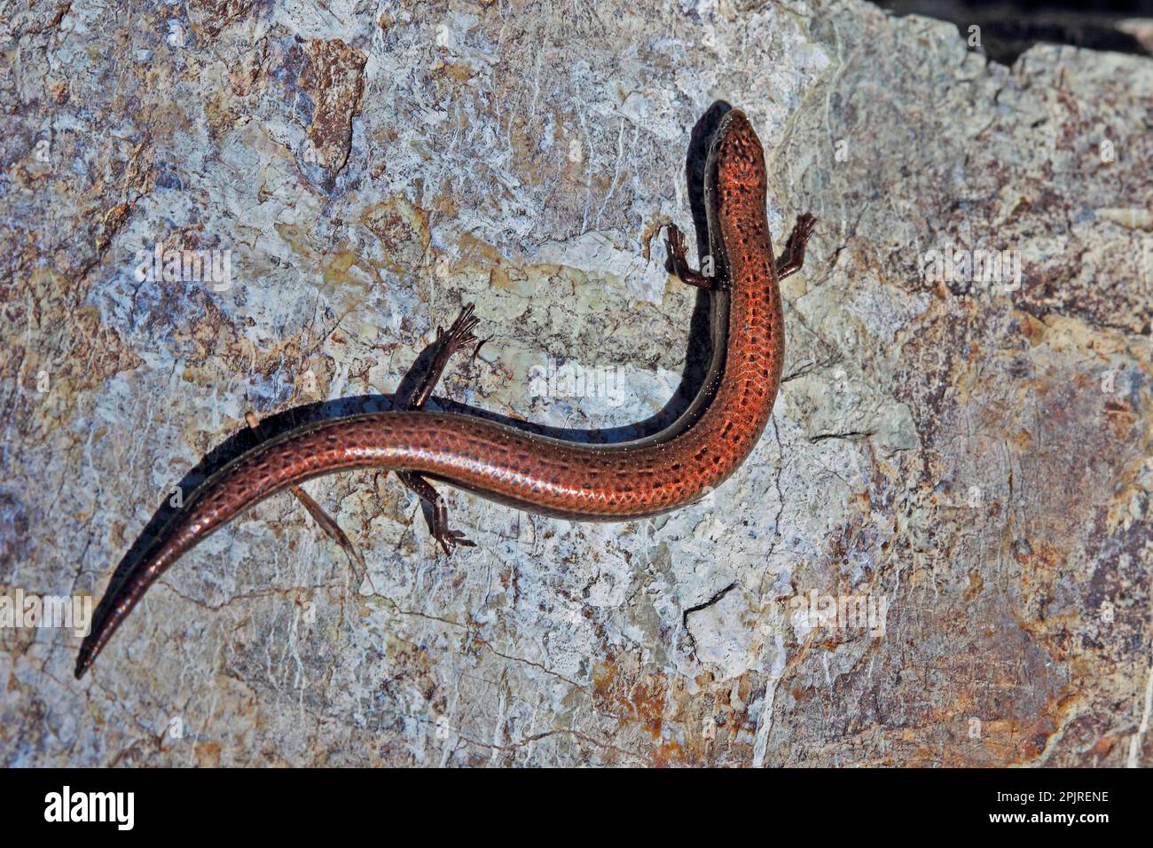 Snake-eyed skink, St. John's lizard, Skink, Skinks, Other animals ...