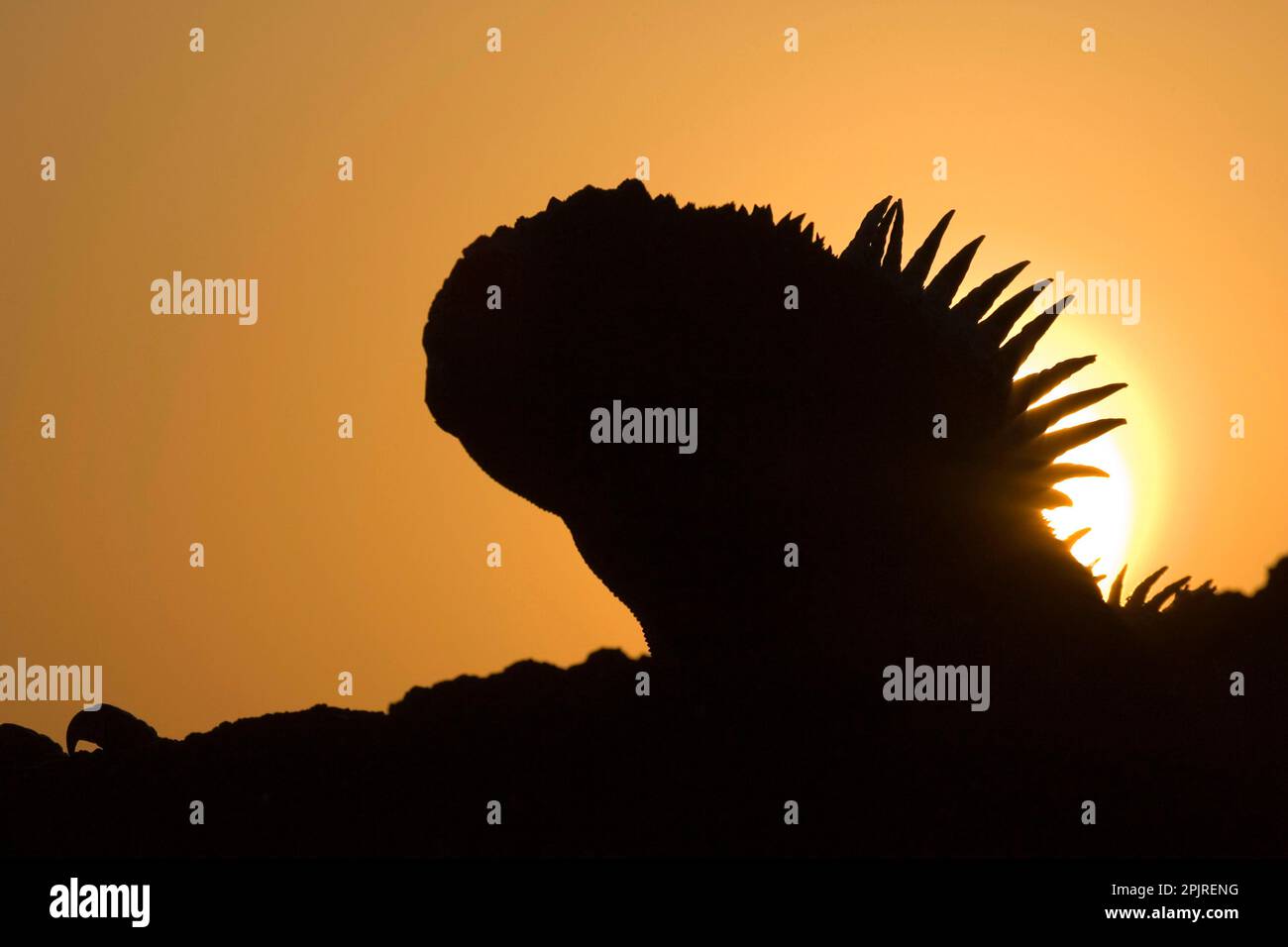 Marine Iguana (Amblyrhynchus cristatus), Fernandina island, Galapagos ...