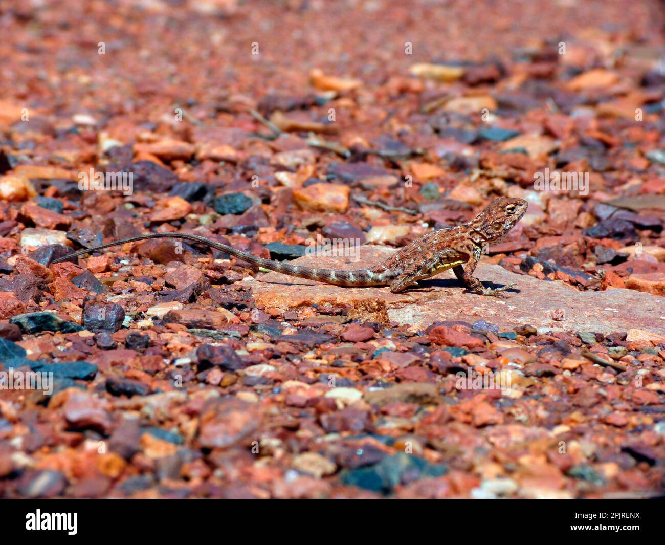 Pebble Dragon (Tympanocryptis cephalus) adult, standing on rock with ...