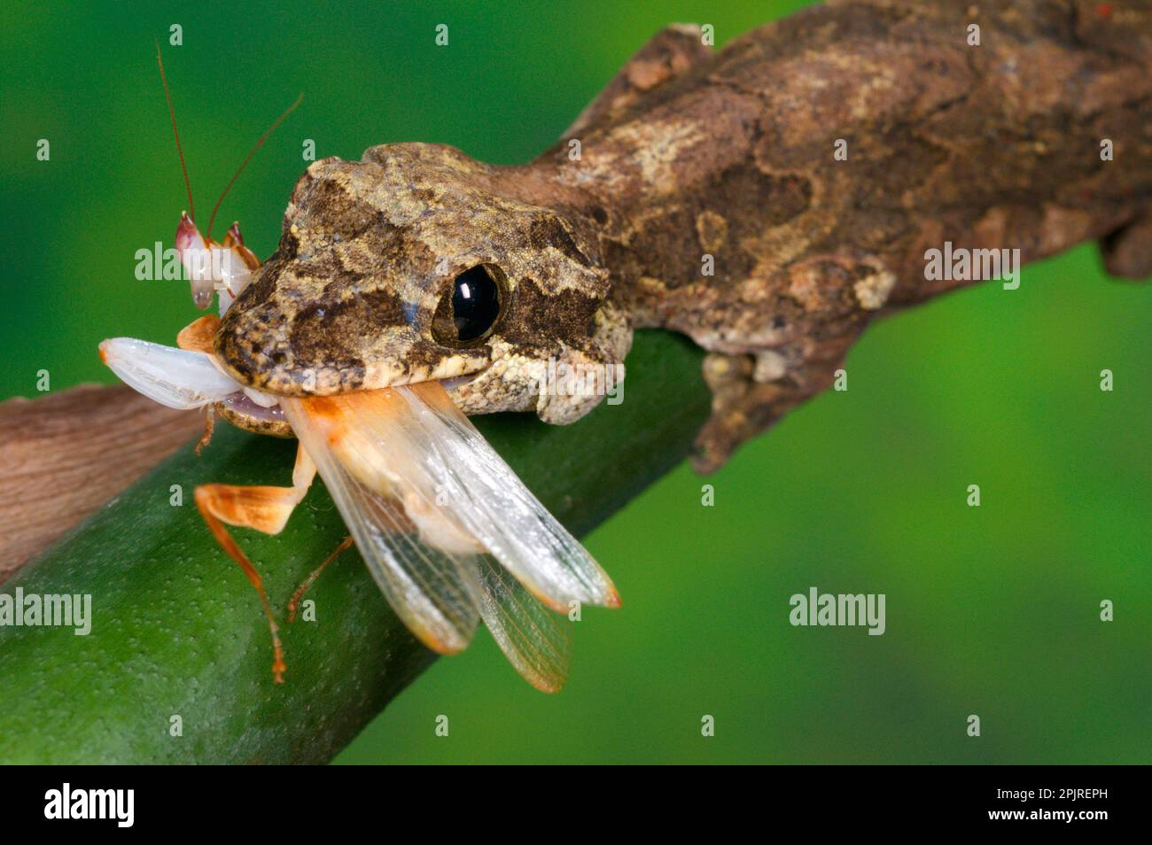 Kuhl's Flying Gecko (Ptychozoon kuhli) adult, feeds on orchid mantids ...