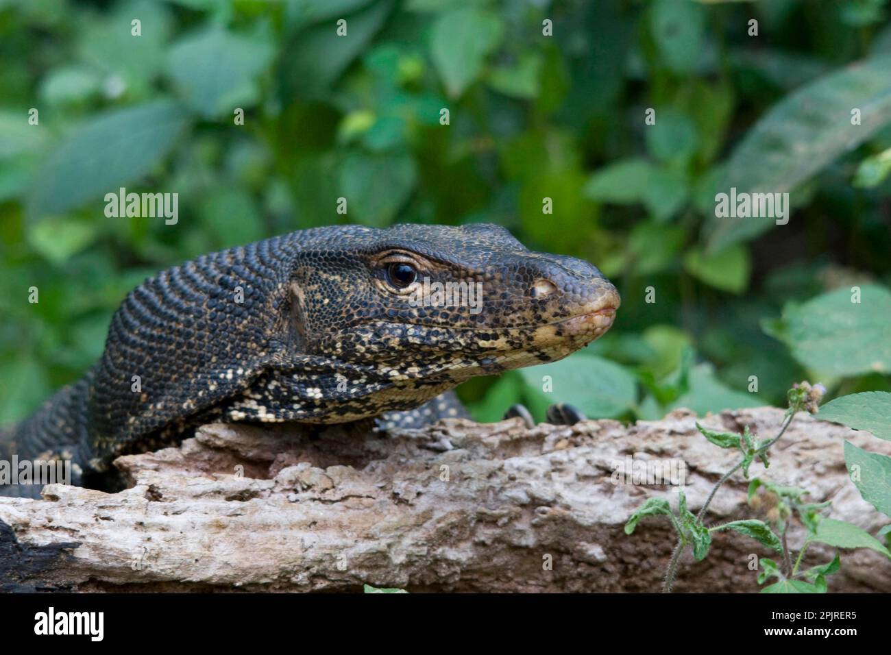 Screen lizard, screen lizards (Varanus salvator), Other animals ...