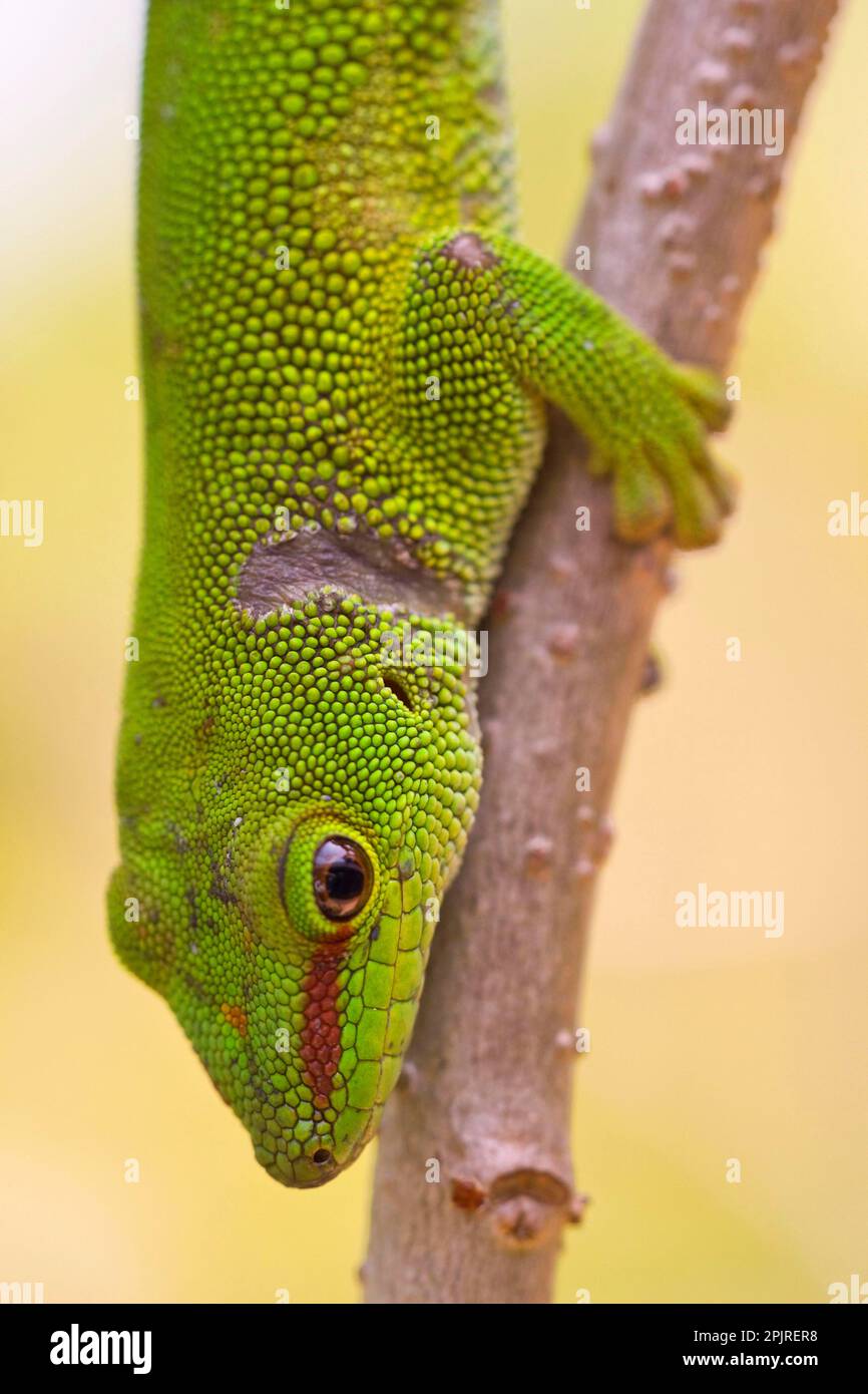 Madagascar giant day geckos hi-res stock photography and images - Alamy