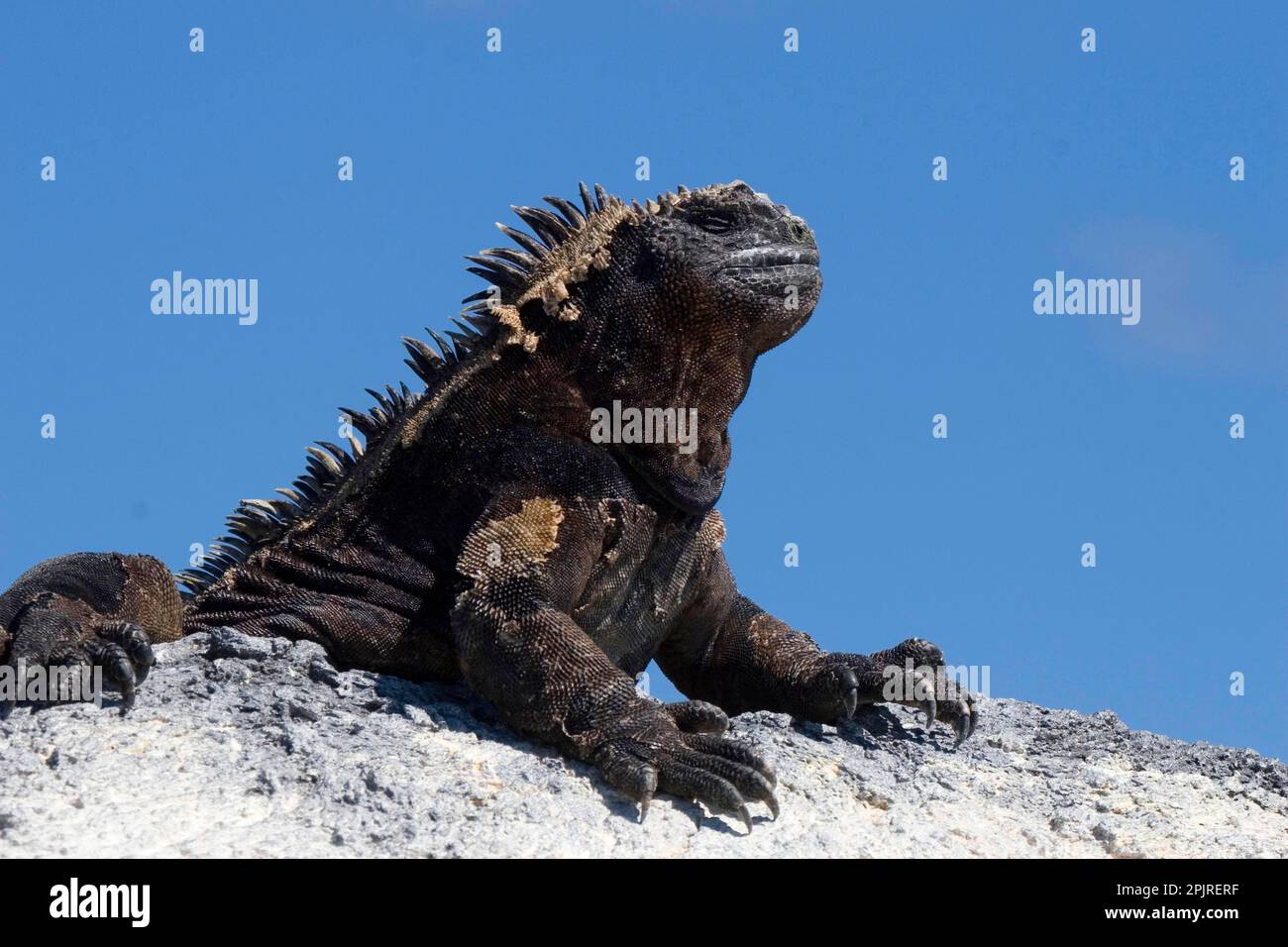 Galapagos marine lizard, Galapagos marine lizards, Other animals ...