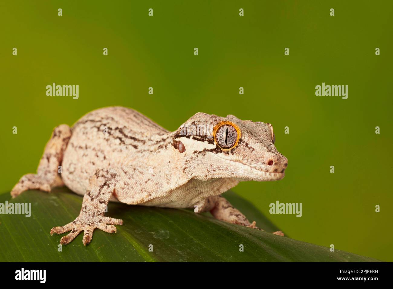 Gargoyle gecko (Rhacodactylus auriculatus), Hump-headed gecko, Double ...