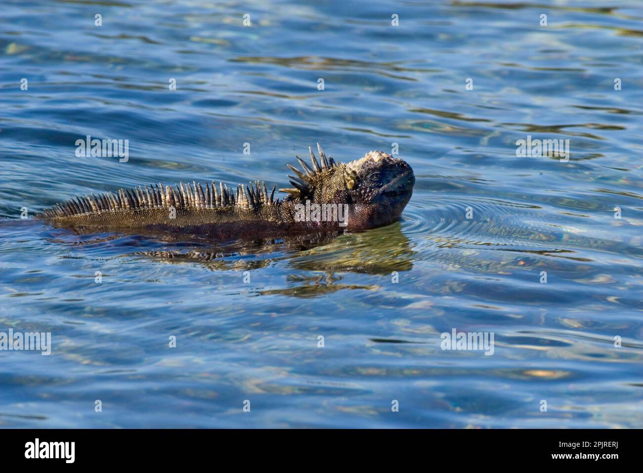 Galapagos Sea Lizard, Galapagos Sea Lizards, Other animals, Iguanas ...