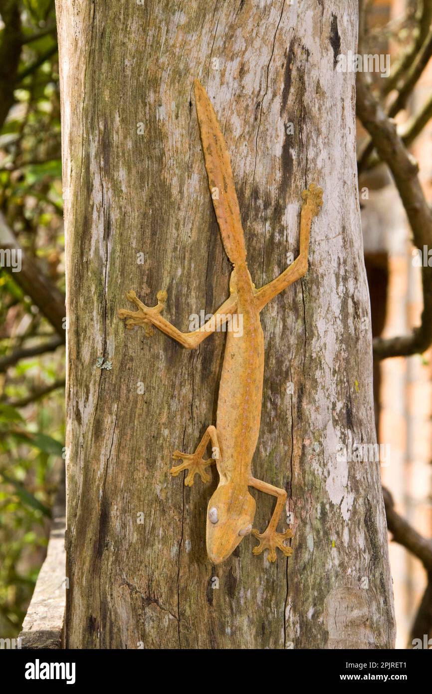 Bamboo flat-tailed gecko, Bamboo flat-tailed geckos, Other animals ...