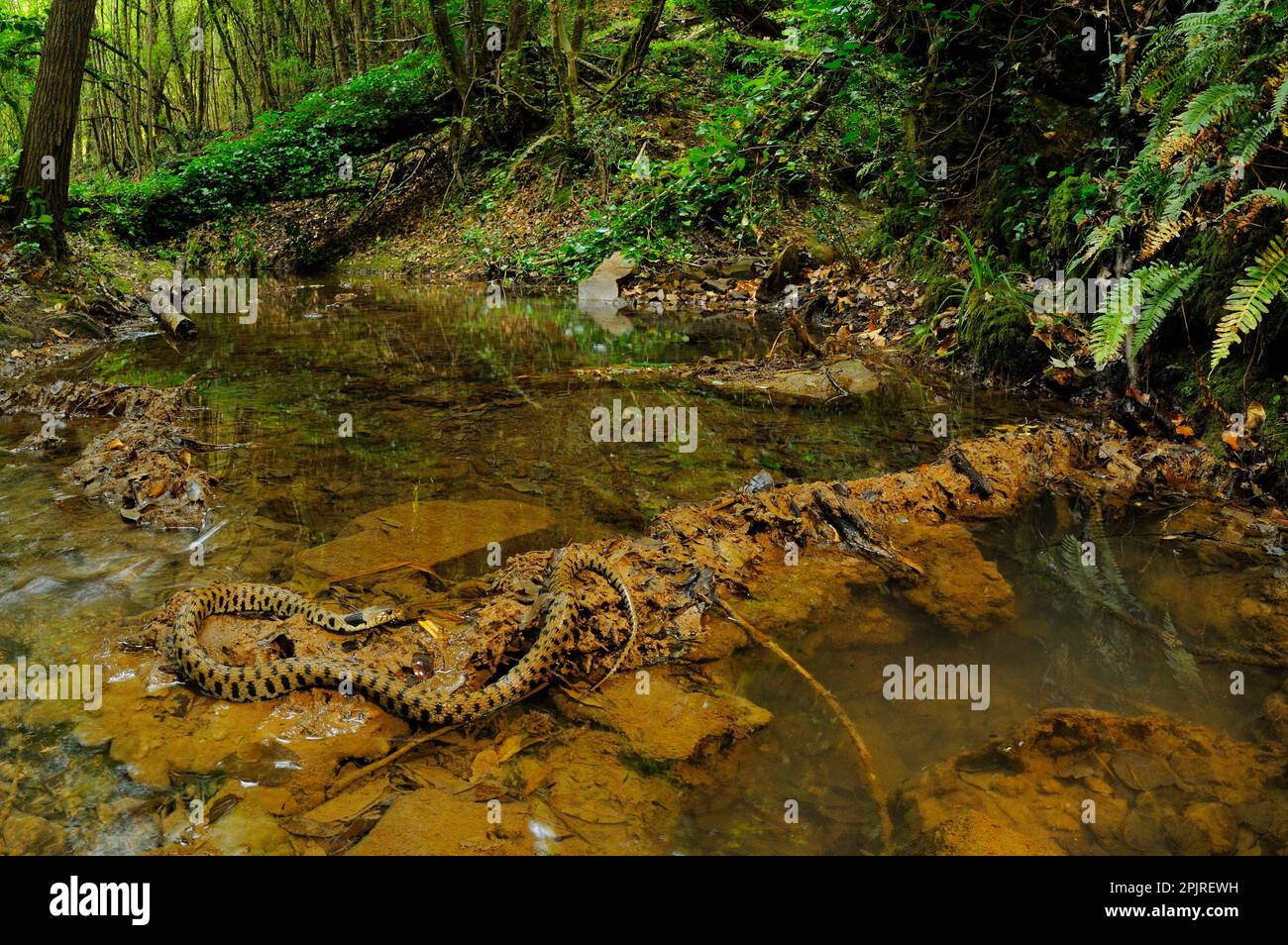 Grass snake, grass snakes (Natrix natrix), Other animals, Reptiles ...