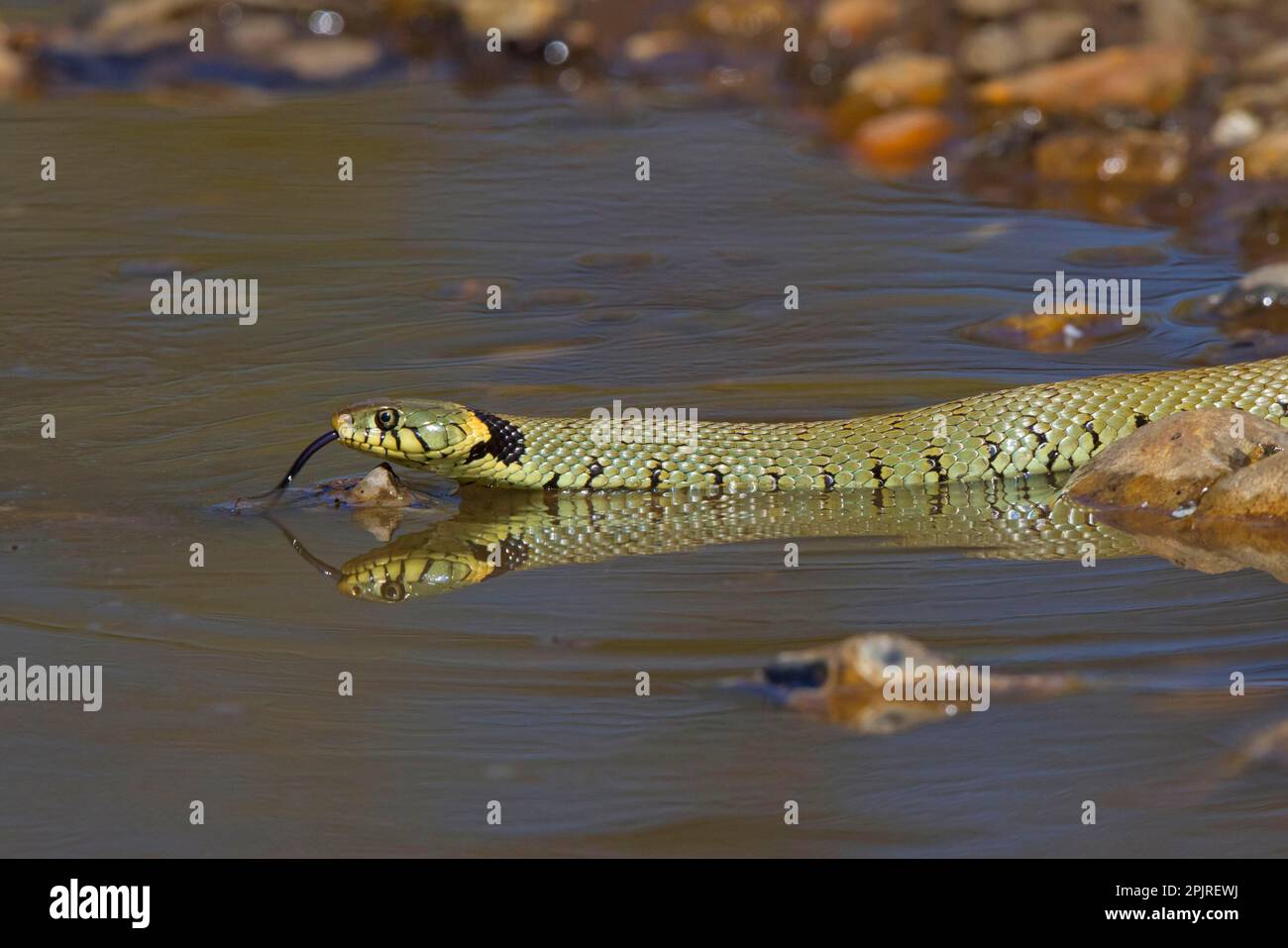 Grass snake, grass snakes (Natrix natrix), Other animals, Reptiles ...